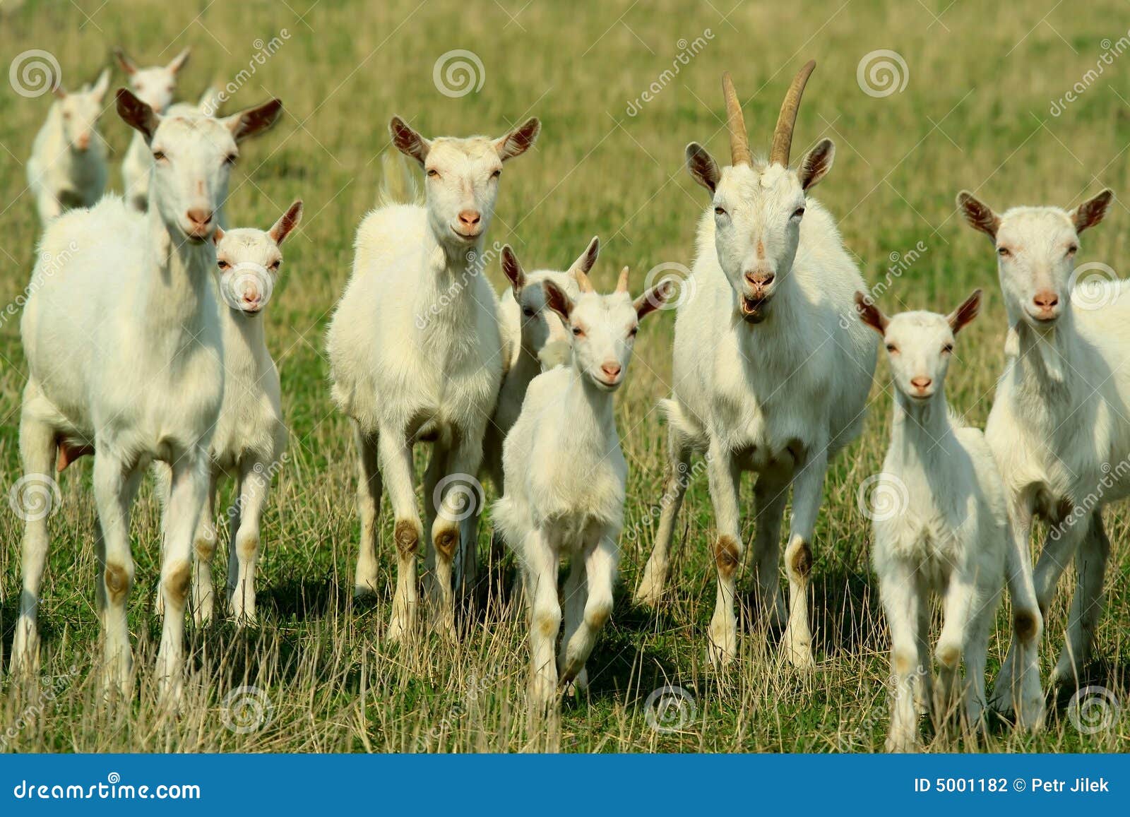Goats on grazing stock photo. Image of meadow, barnyard - 5001182
