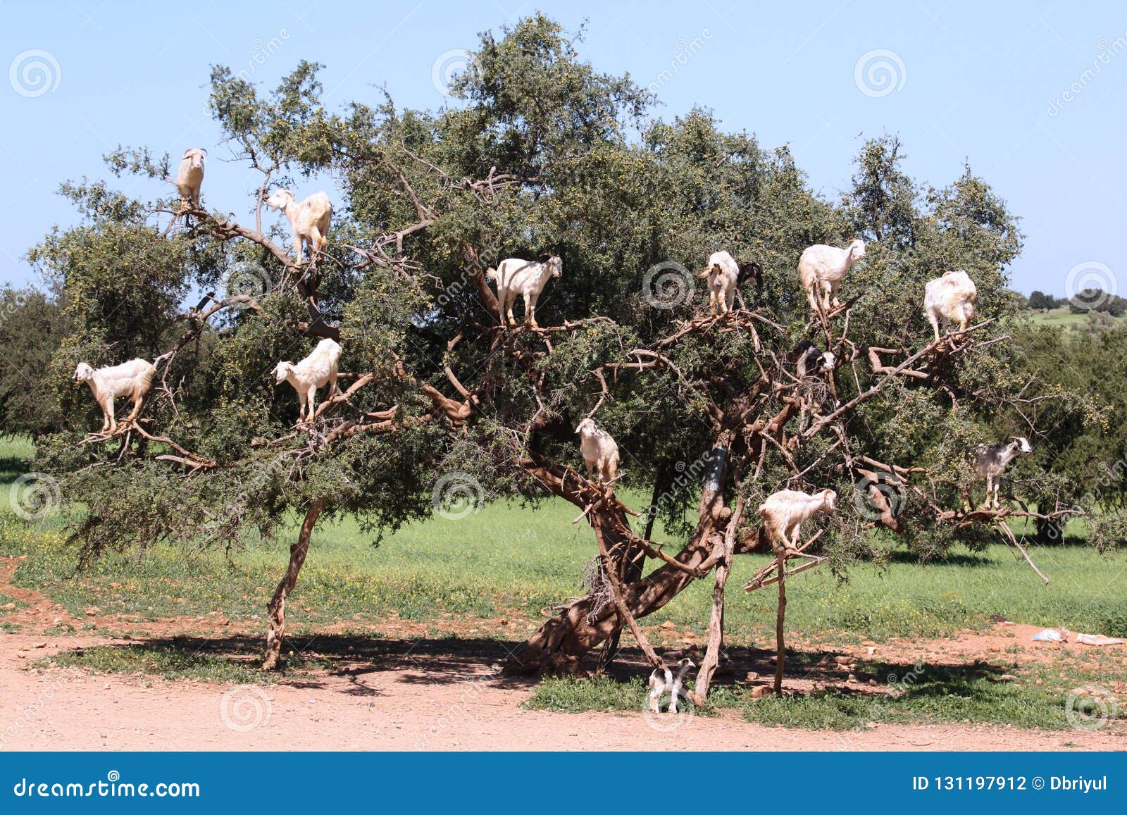Goats Grazing in an Argan Tree in Morocco Stock Photo - Image of nature ...