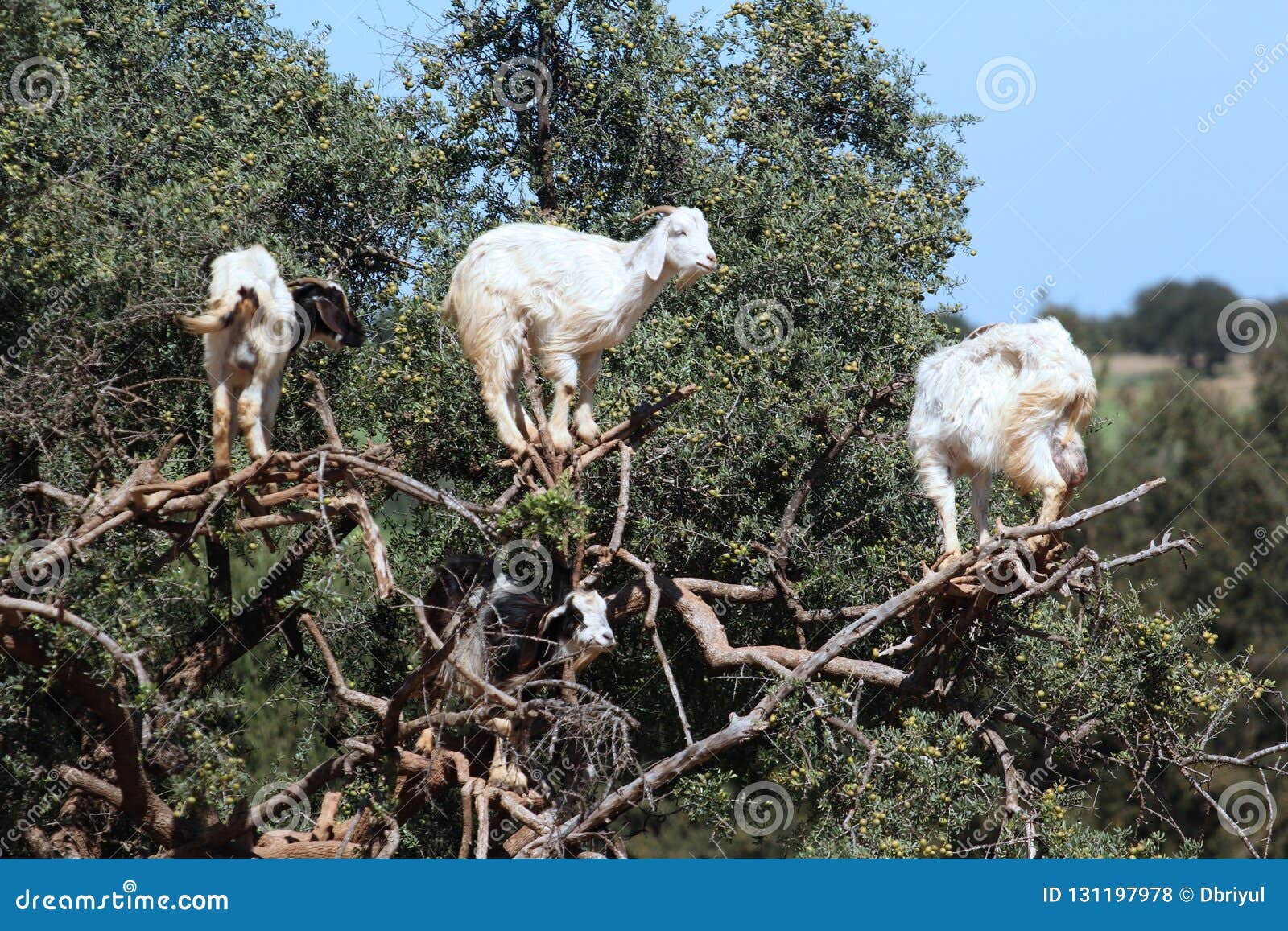 Goats Grazing in an Argan Tree in Morocco Stock Photo - Image of goats ...