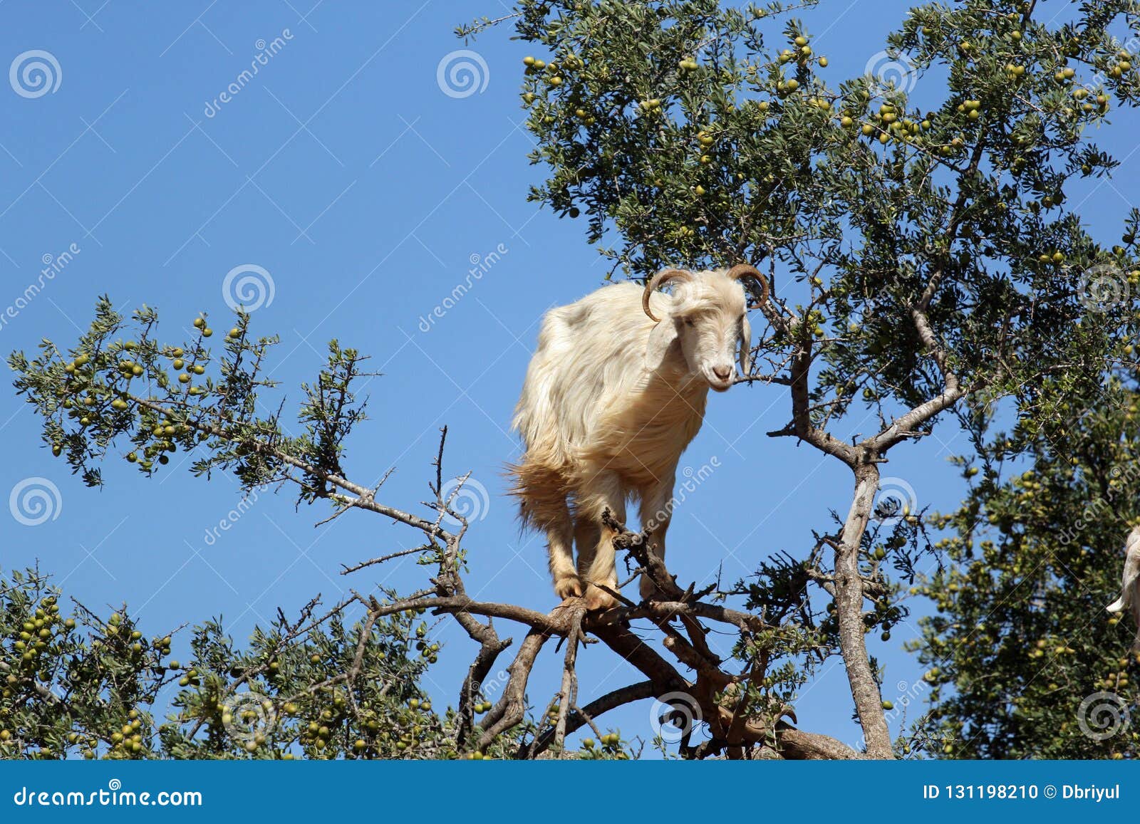 Goats Grazing in an Argan Tree in Morocco Stock Photo - Image of ...