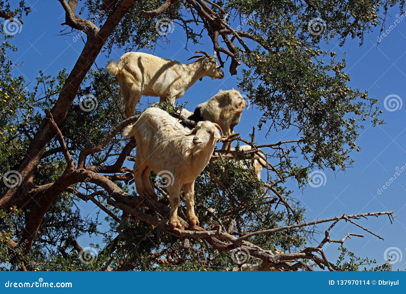 Goats Grazing in an Argan Tree in Morocco Stock Photo - Image of food ...