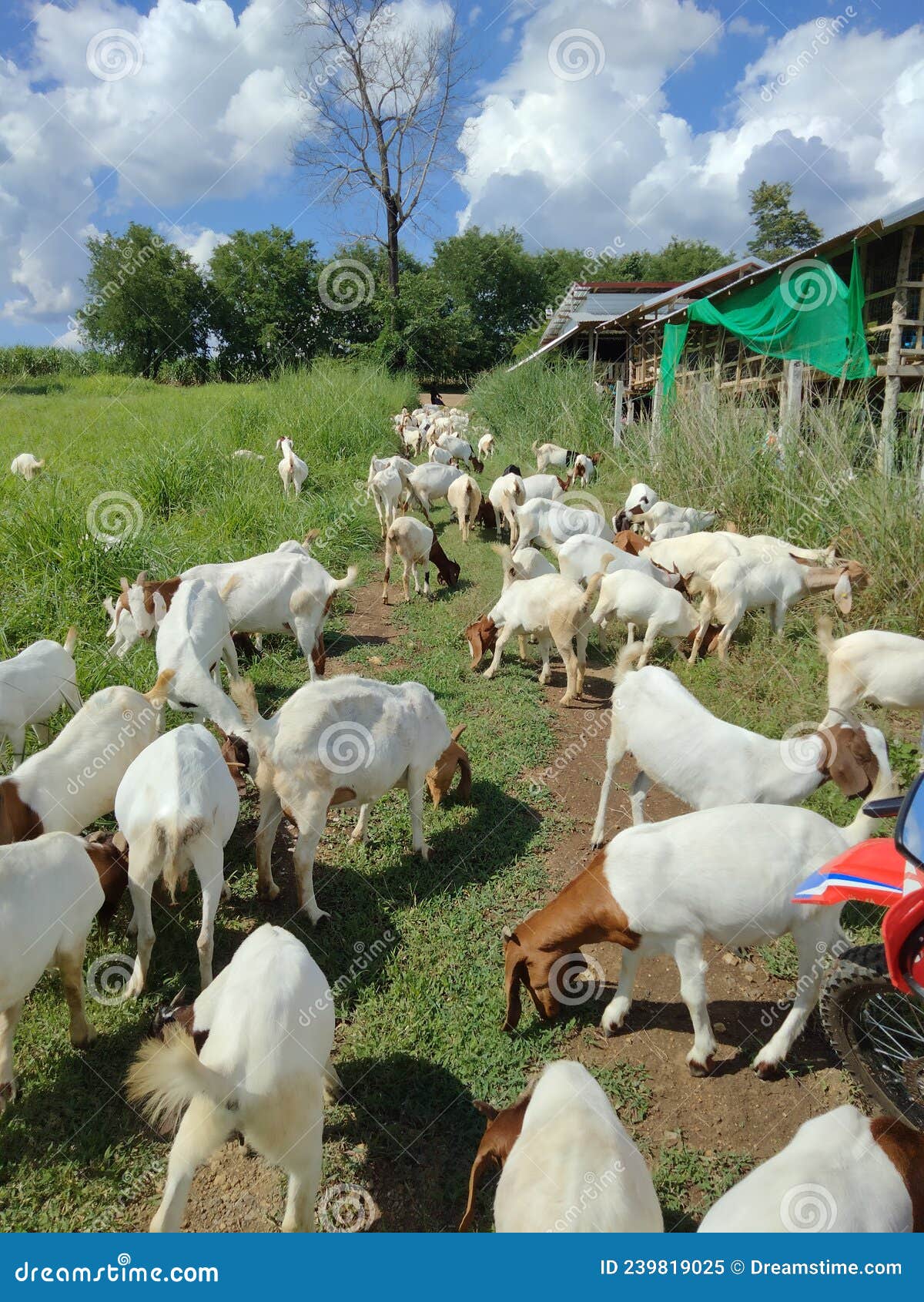 Goats grazing stock image. Image of pasture, cattle - 239819025