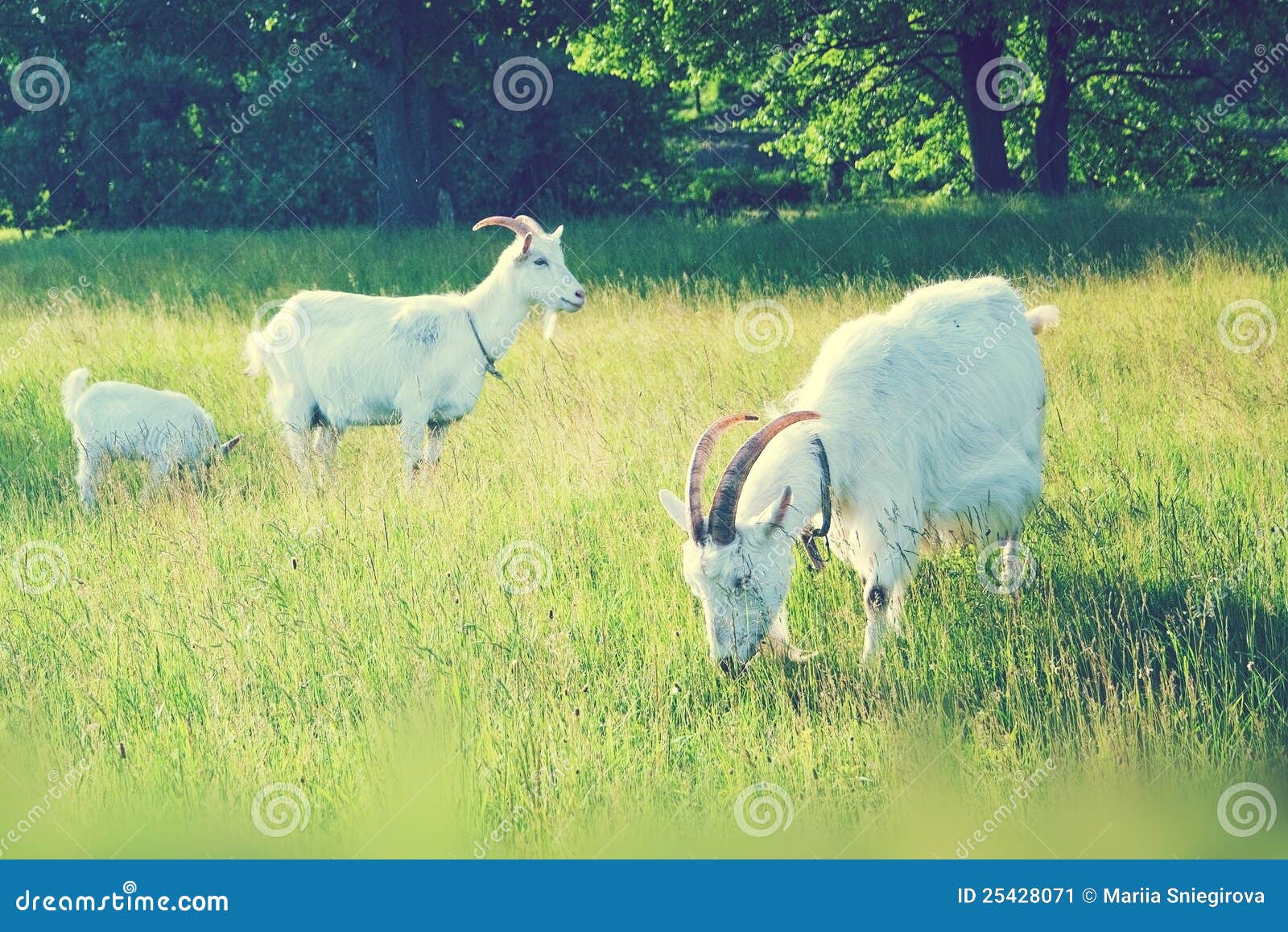 Goats grazing in the field stock image. Image of flock - 25428071