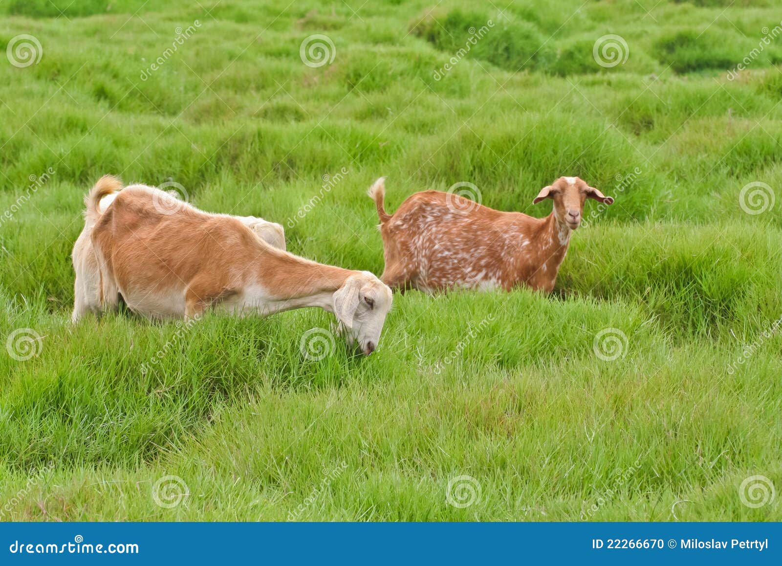 Goats grazing grass stock photo. Image of summer, america - 22266670