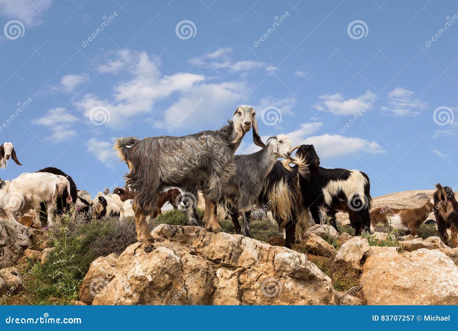 Goats Grazing in the Mountains of the Desert Stock Image - Image of ...