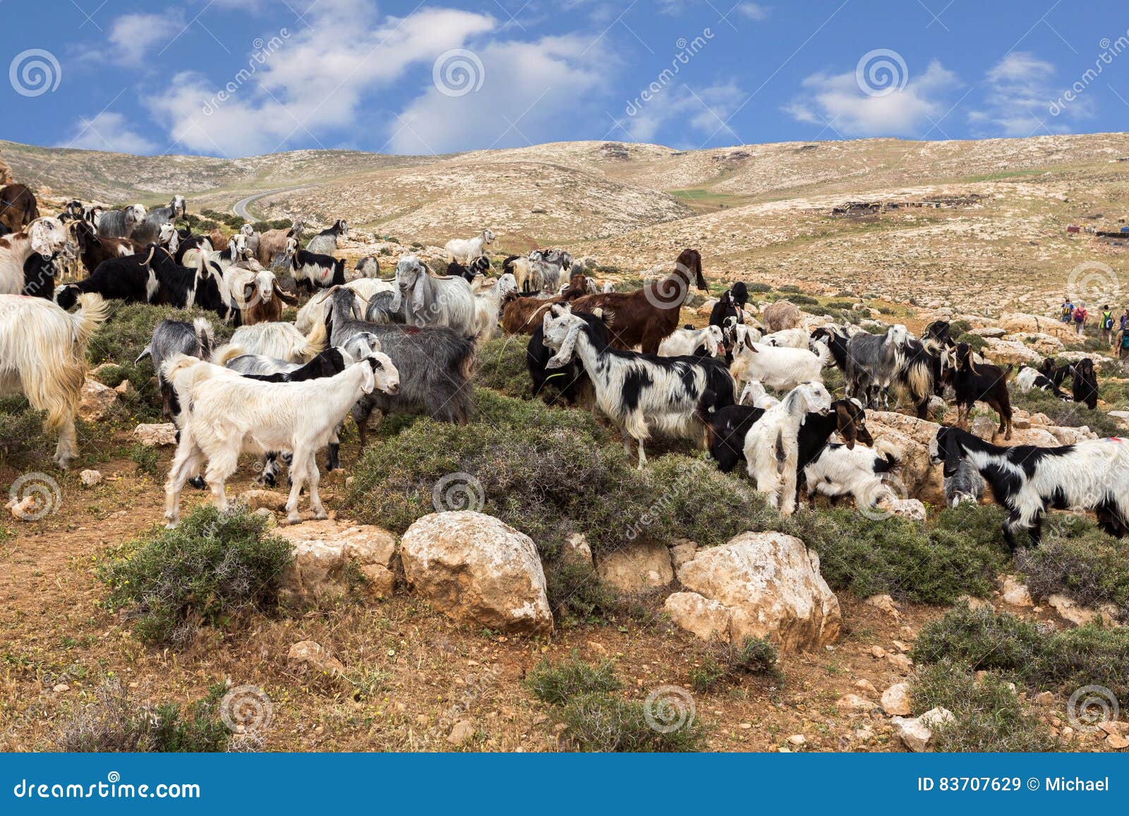 Goats Grazing in the Mountains of the Desert Stock Image - Image of ...