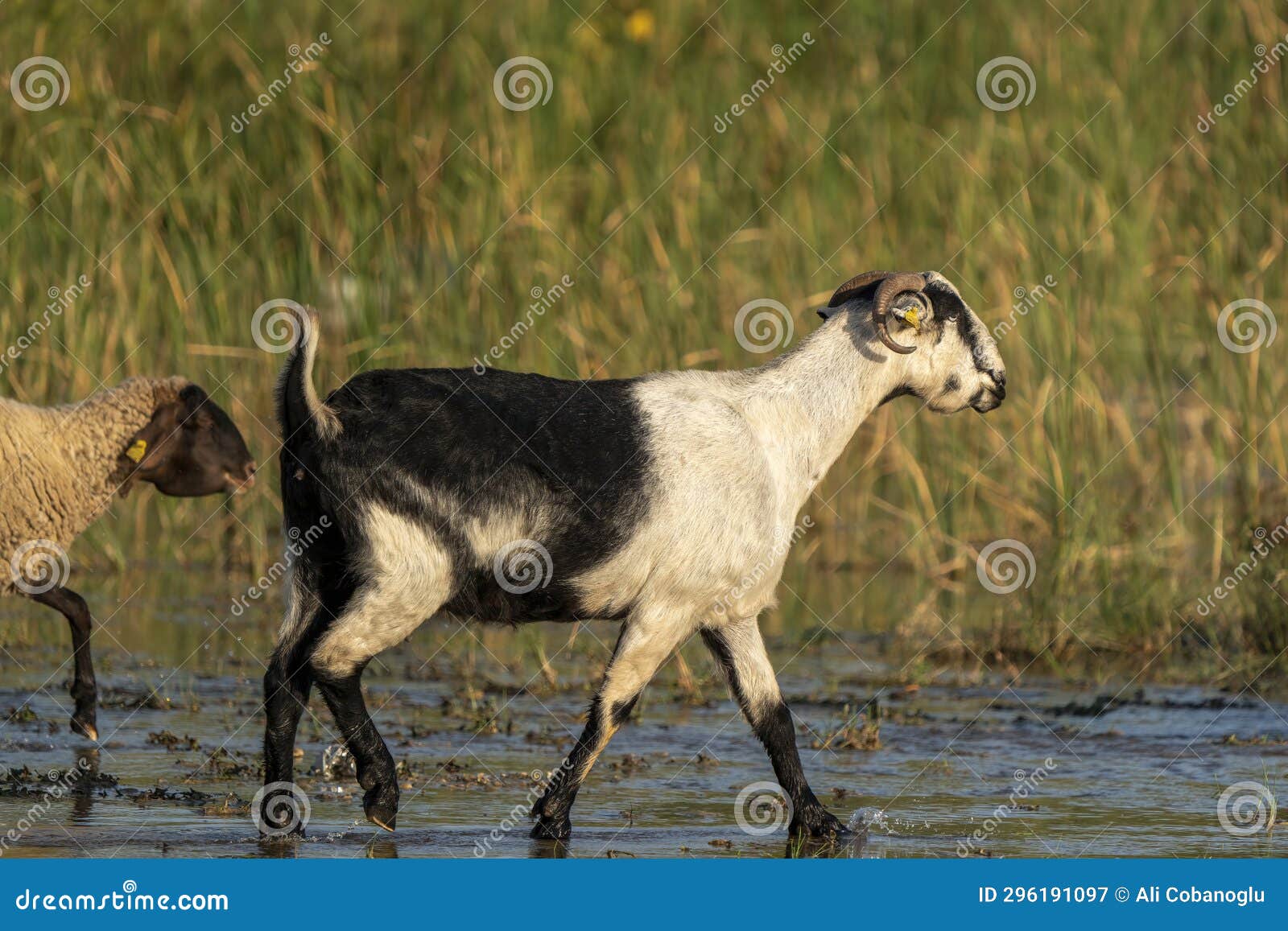 Goats Grazing by the Stream. Sheep and Goats Walking in the Water Stock ...