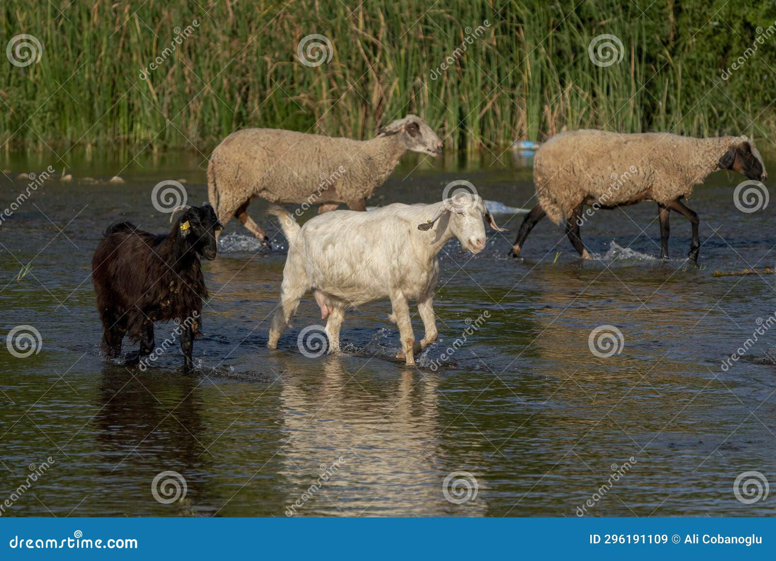 Goats Grazing by the Stream. Sheep and Goats Walking in the Water Stock ...