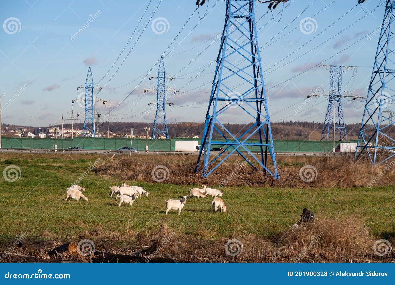 November 9, 2020, Moscow. Goats Grazing Under the Power Line, Landscape ...