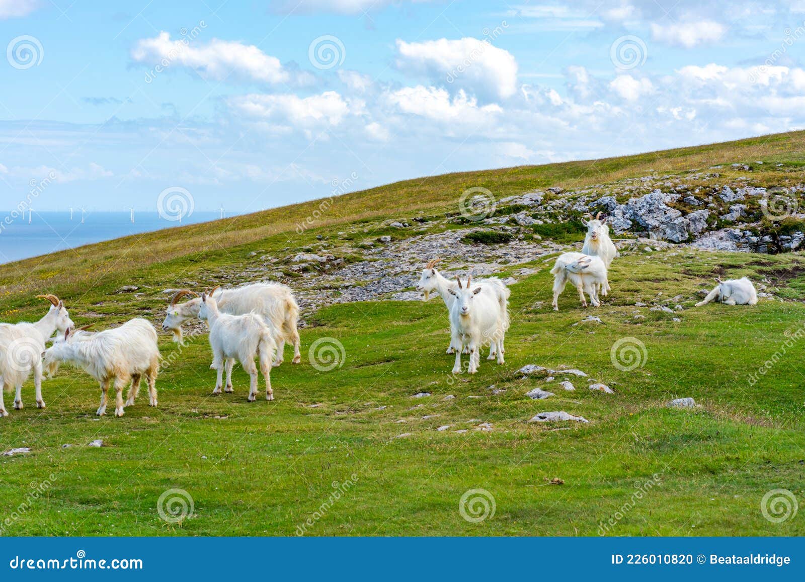 Goats on Great Orme stock photo. Image of cliff, north - 226010820