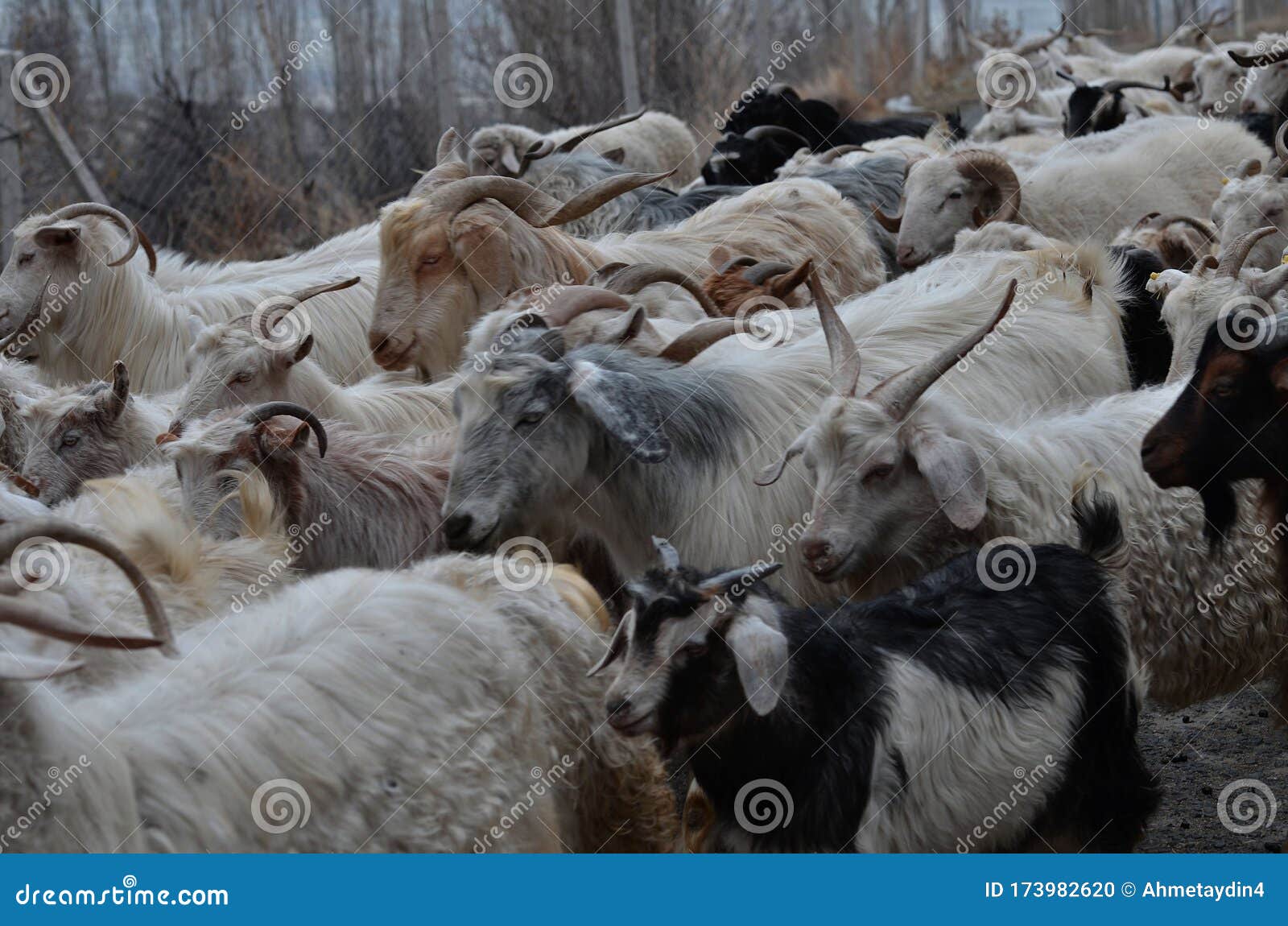 Herd of goats stock photo. Image of happy, mountains - 173982620