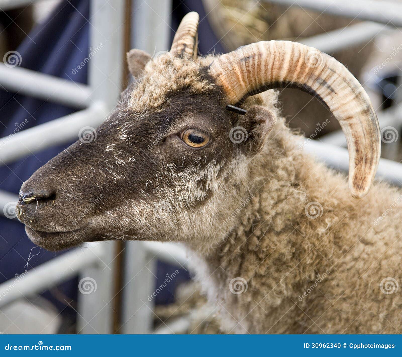 Goats head stock photo. Image of nature, nose, portrait - 30962340