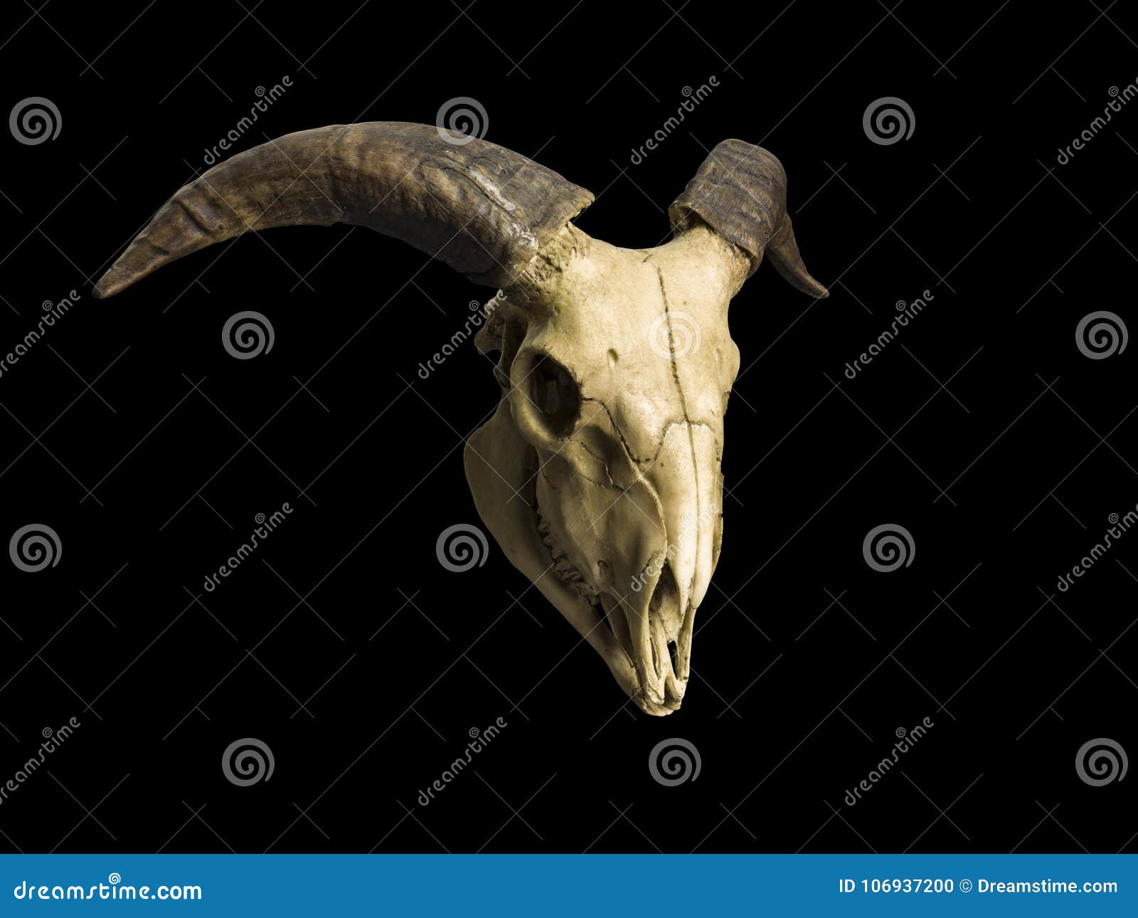 Goats head stock photo. Image of mysterious, metaphor - 106937200