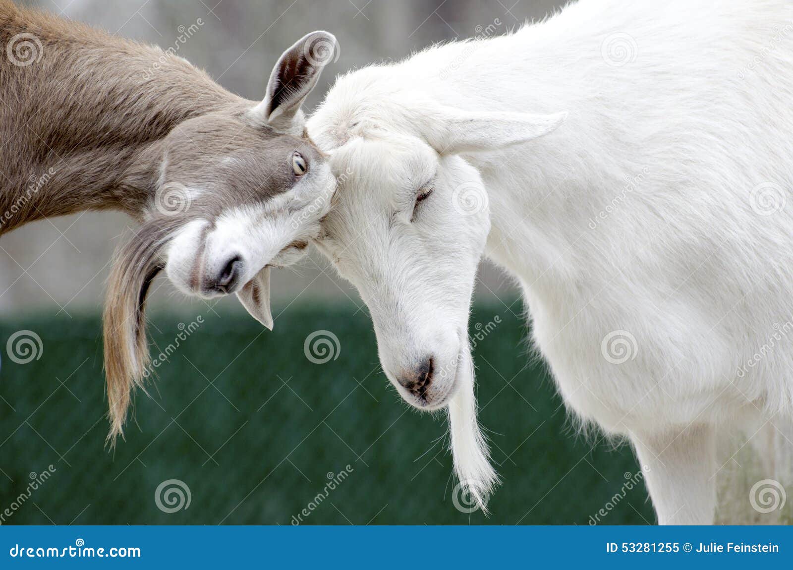 Goats Headbutting stock image. Image of goats, barnyard - 53281255