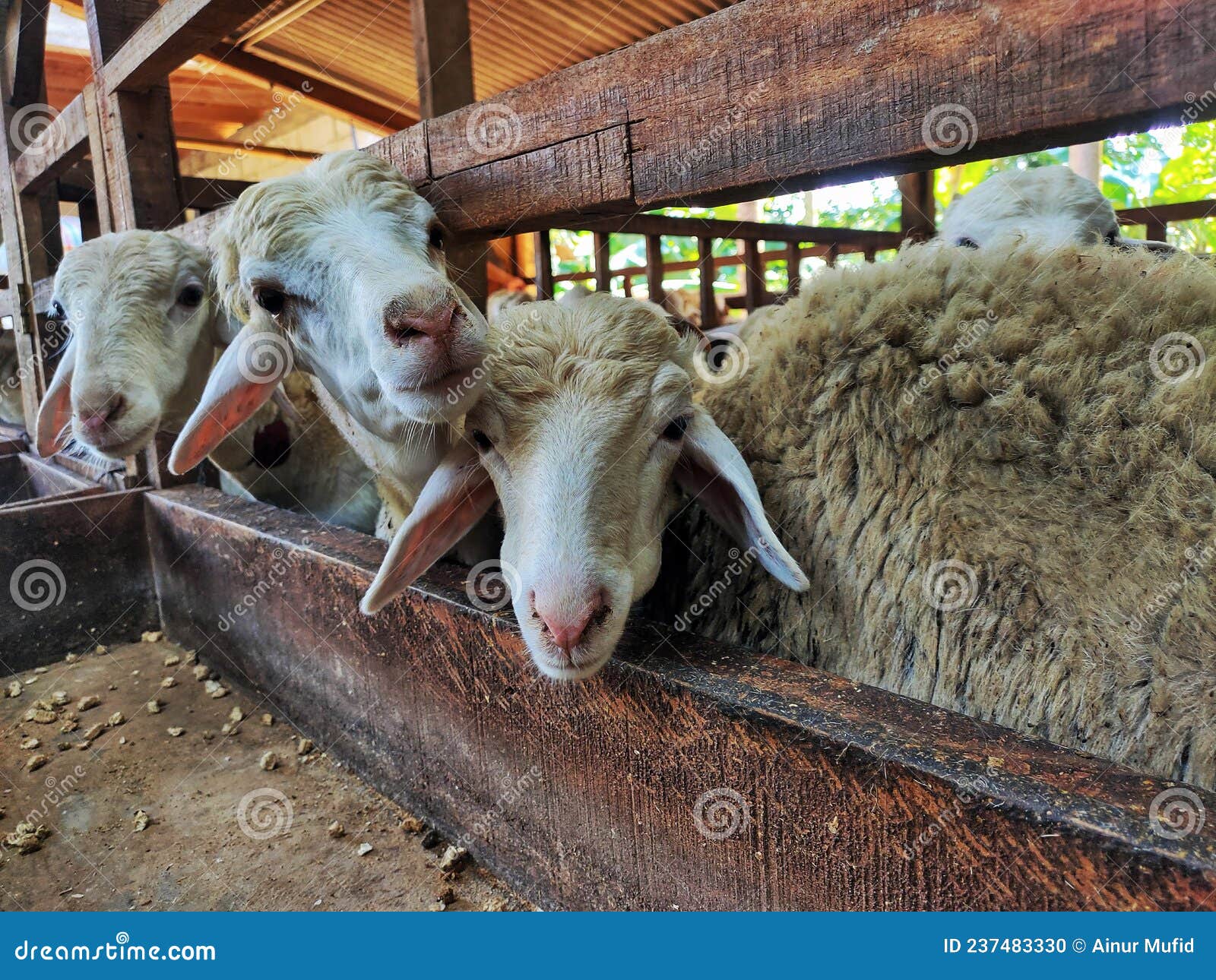 Goats in a Healthy, Fat and Dense Fur Breeding Cage Suitable for Eid Al ...