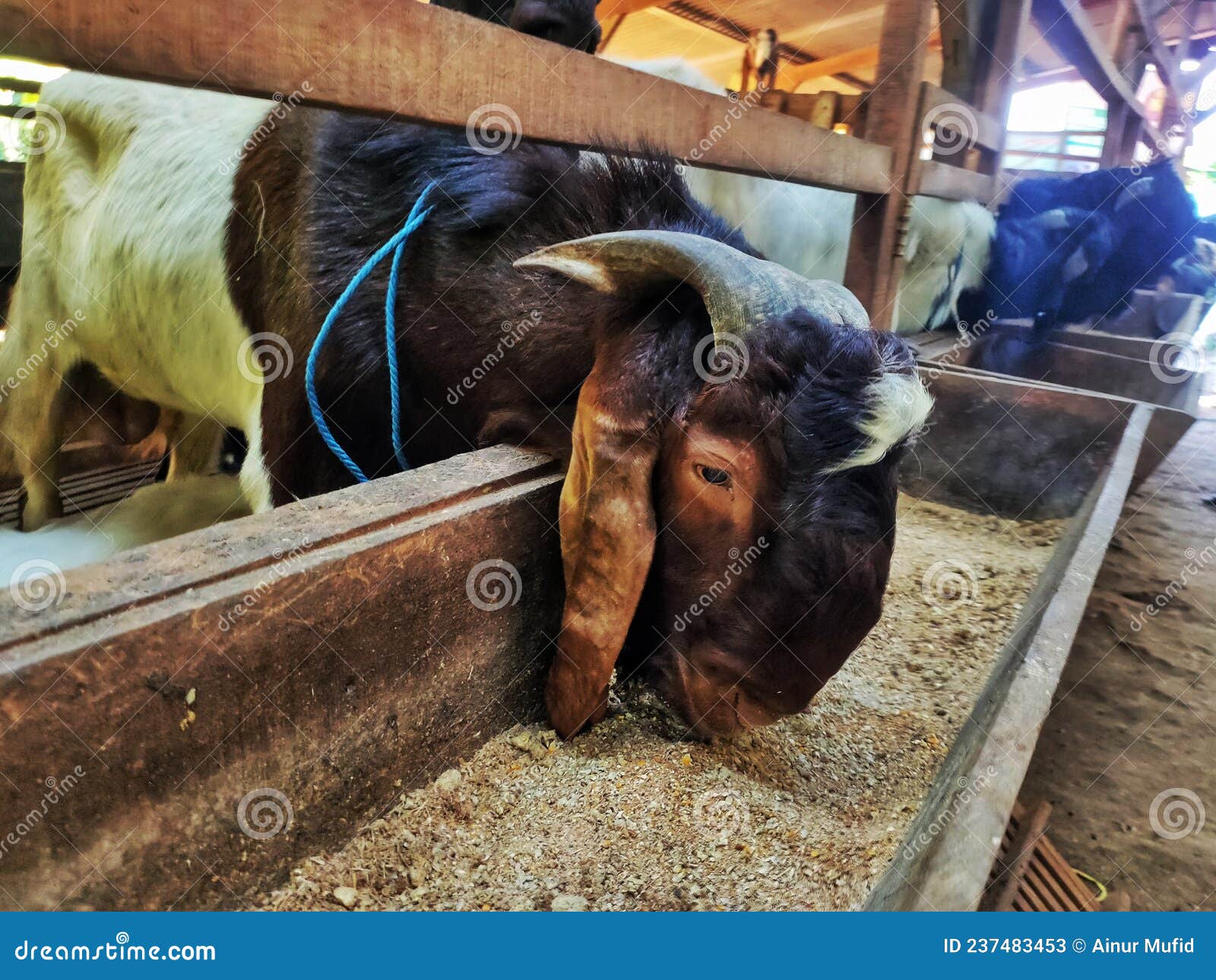 Goats in a Healthy, Fat and Dense Fur Breeding Cage Suitable for Eid Al ...