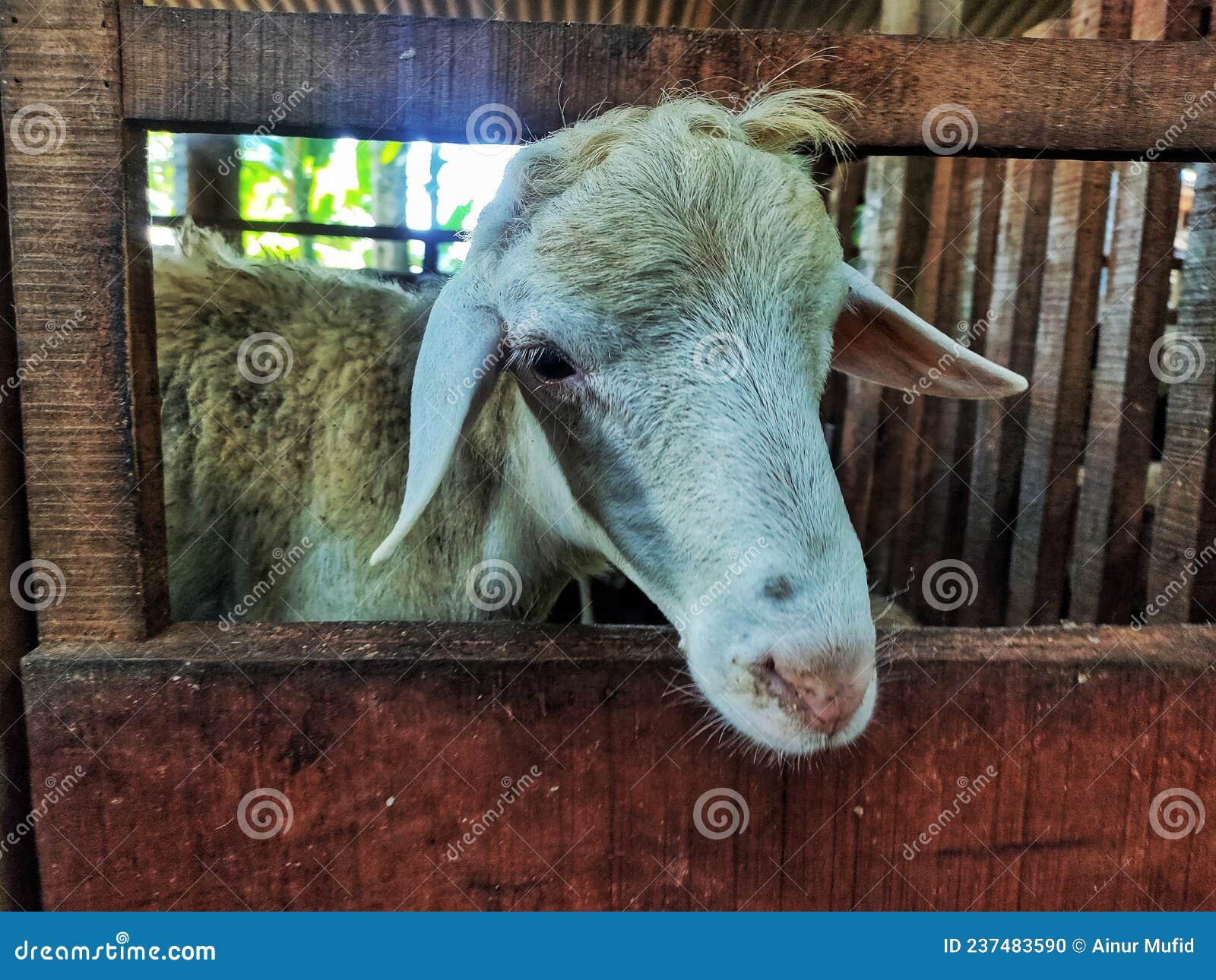 Goats in a Healthy, Fat and Dense Fur Breeding Cage Suitable for Eid Al ...