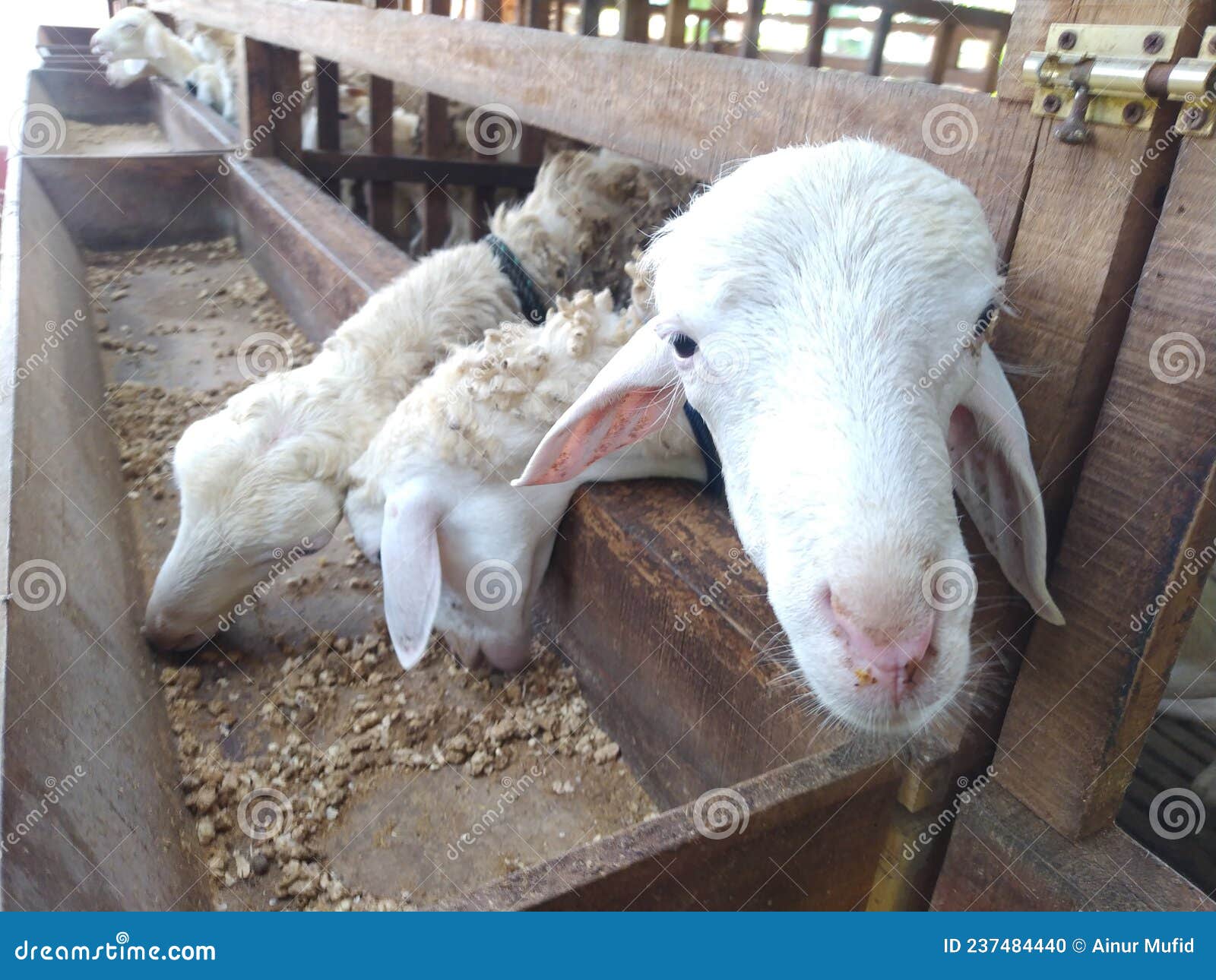 Goats in a Healthy, Fat and Dense Fur Breeding Cage Suitable for Eid Al ...