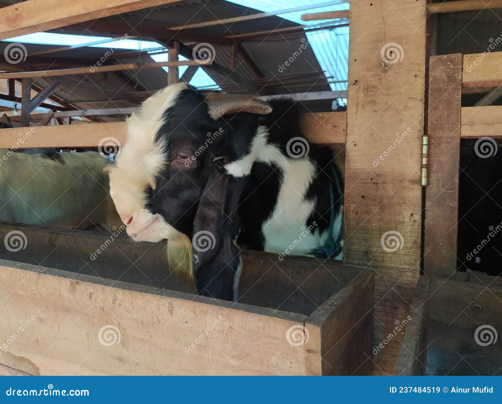 Goats in a Healthy, Fat and Dense Fur Breeding Cage Suitable for Eid Al ...