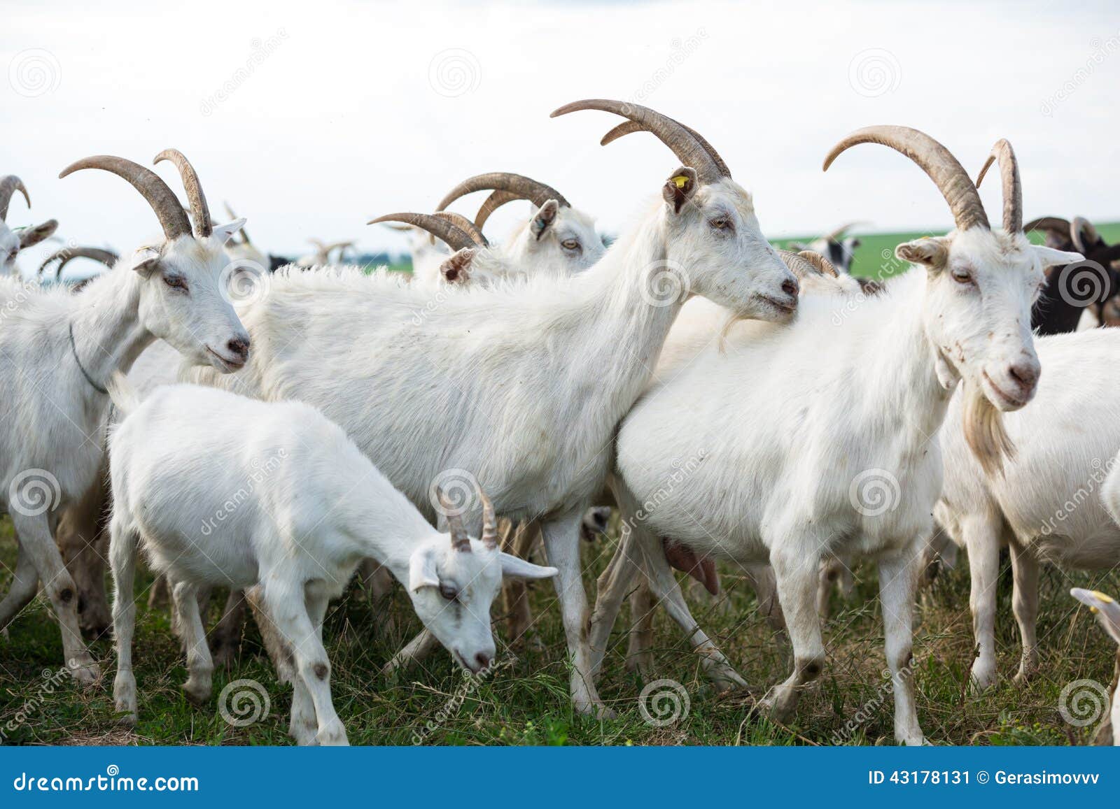 Goats in a herd stock image. Image of road, dairy, countryside - 43178131
