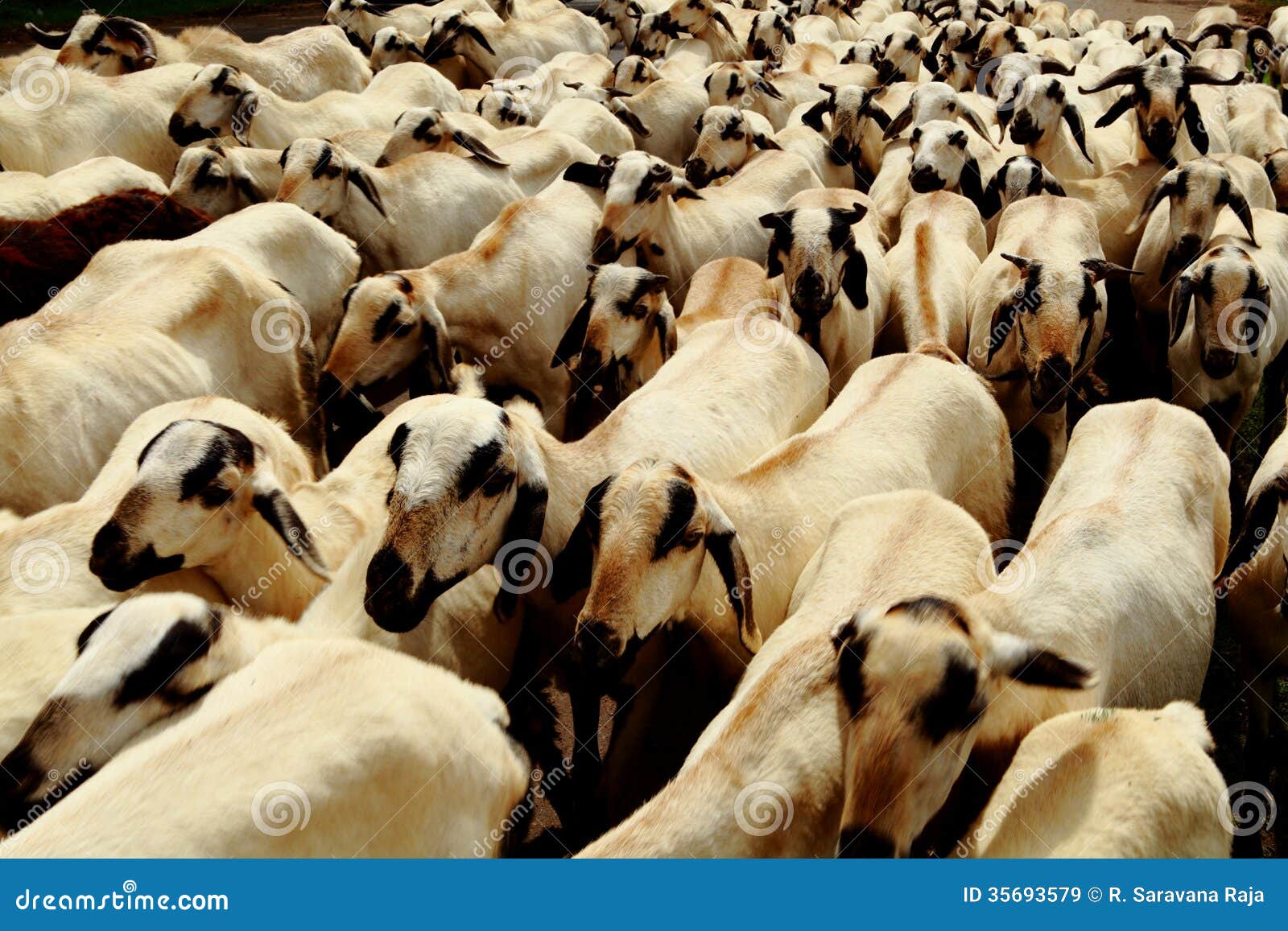 Goats stock image. Image of tamilnadu, india, meat, goats - 35693579