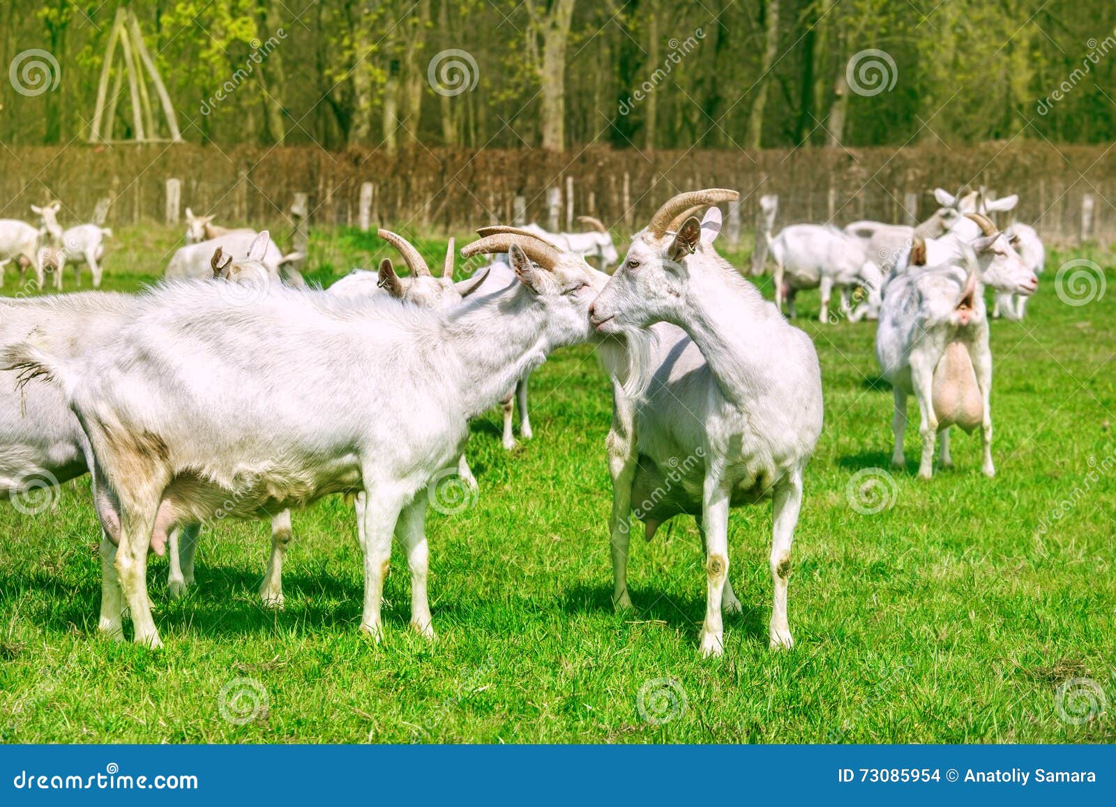 Goats herd pasturing stock photo. Image of graze, countryside - 73085954