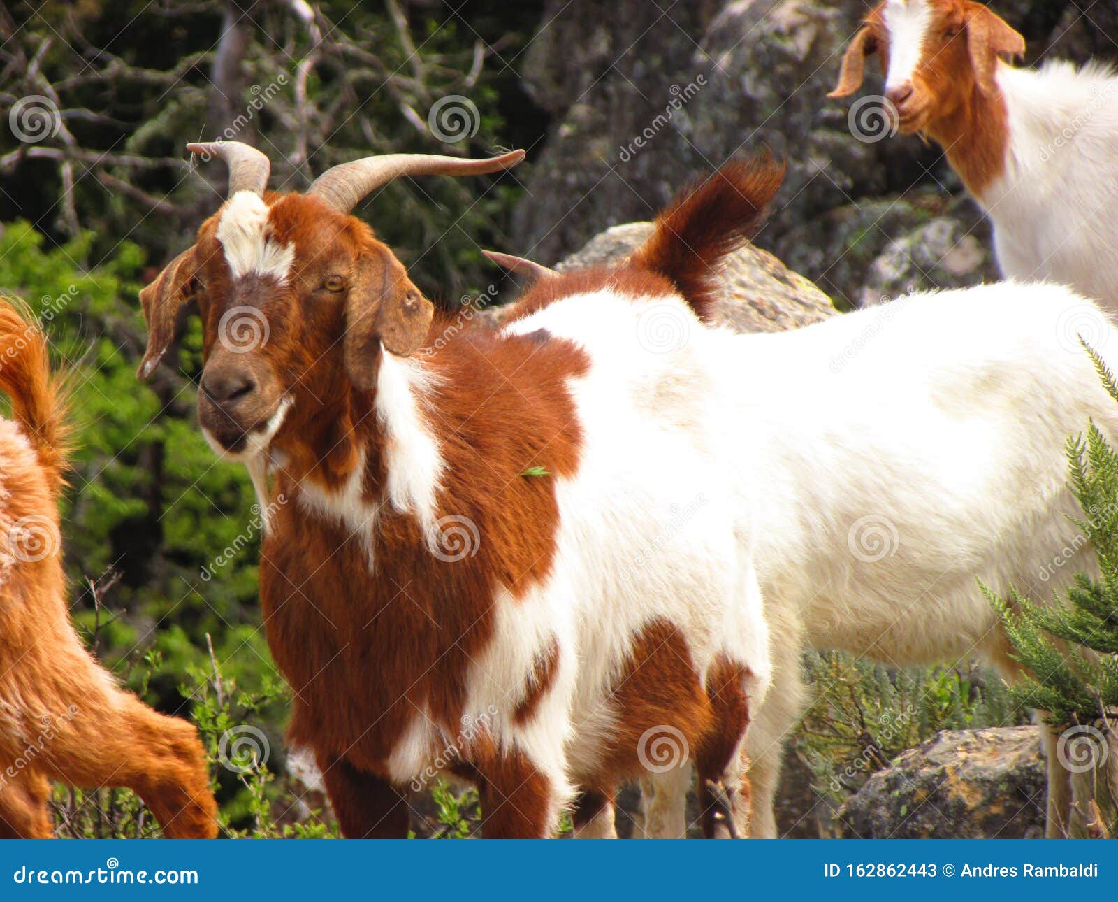 Goats in the Hill. Andes Mountains, Chile Stock Image - Image of chile ...
