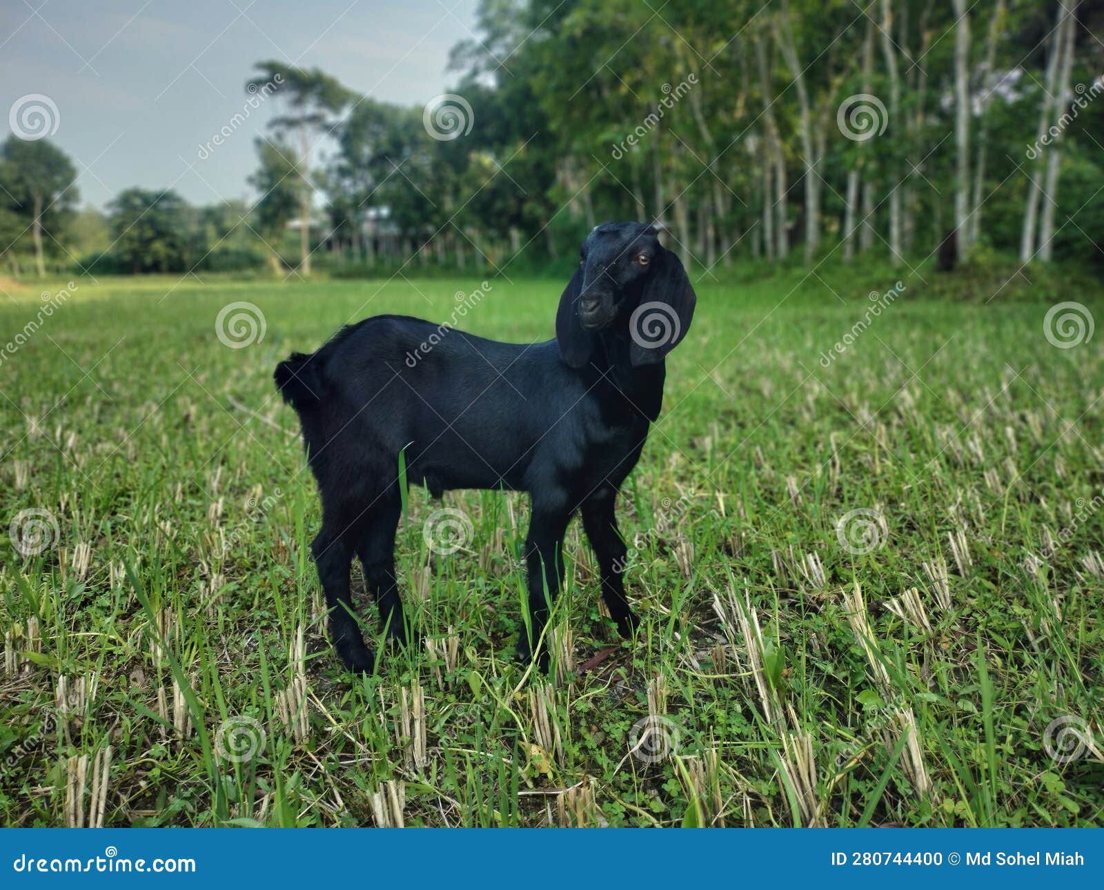 Goats Kid is Eating Grass in the Field Stock Photo - Image of farm ...