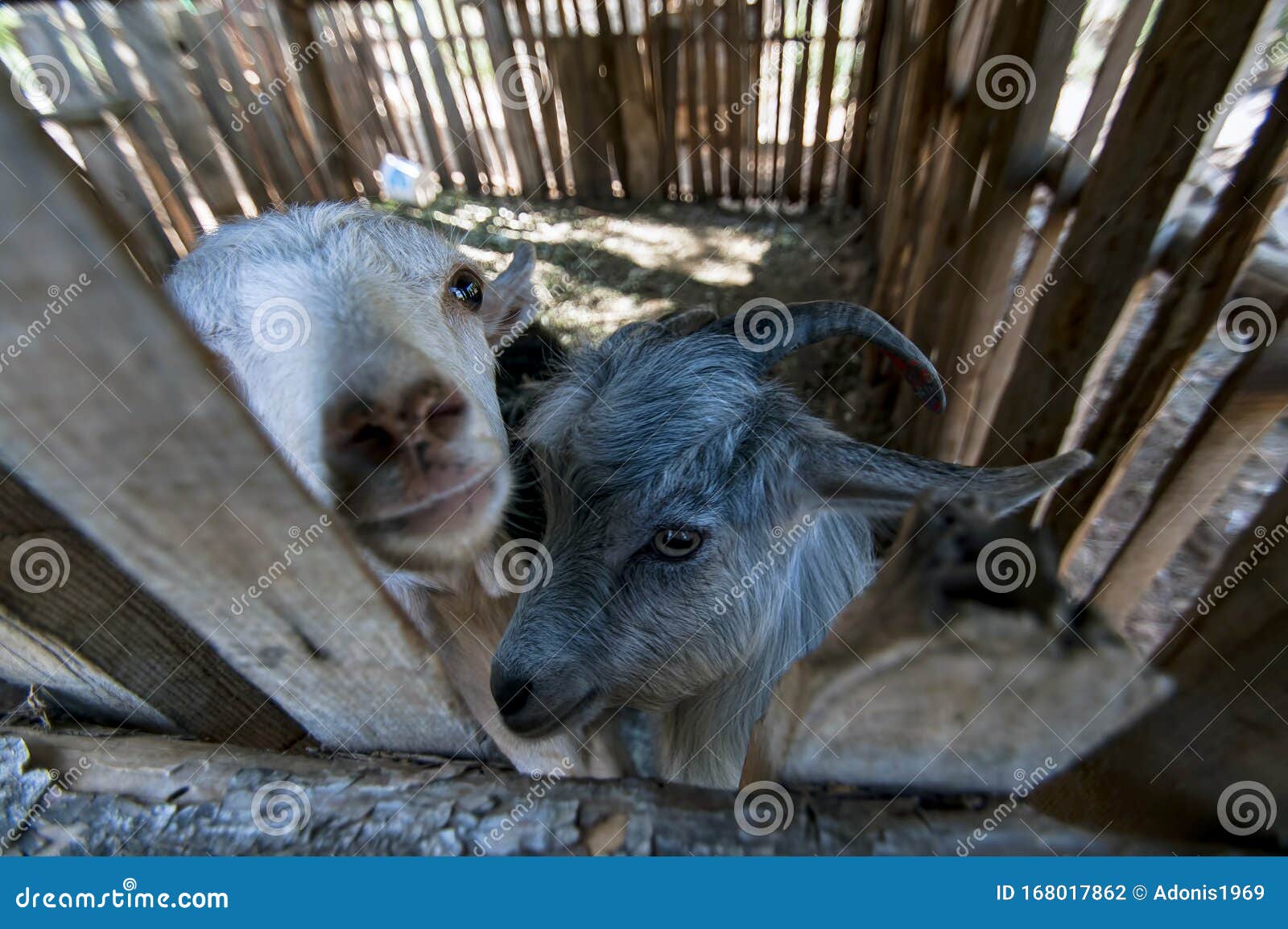 Smiling goats stock photo. Image of hairy, closeup, head - 168017862