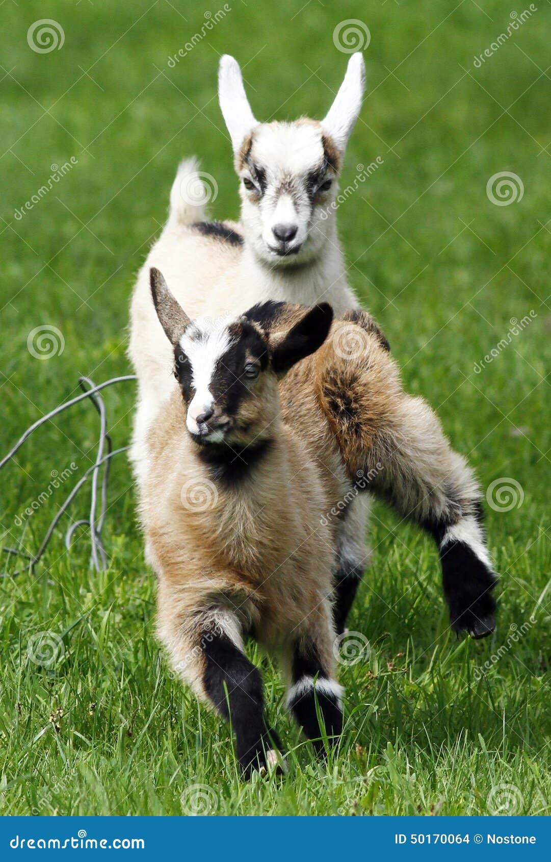 Goats stock photo. Image of bony, playing, wildlife, habitat - 50170064
