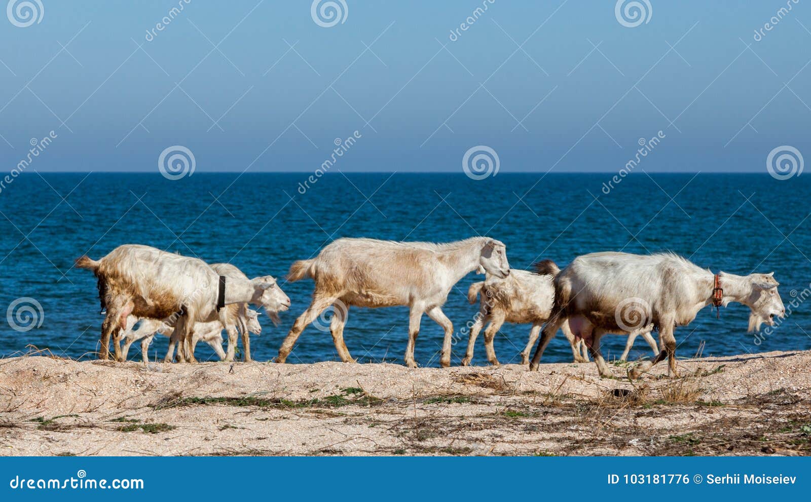 Goats on the beach stock photo. Image of park, summer - 103181776