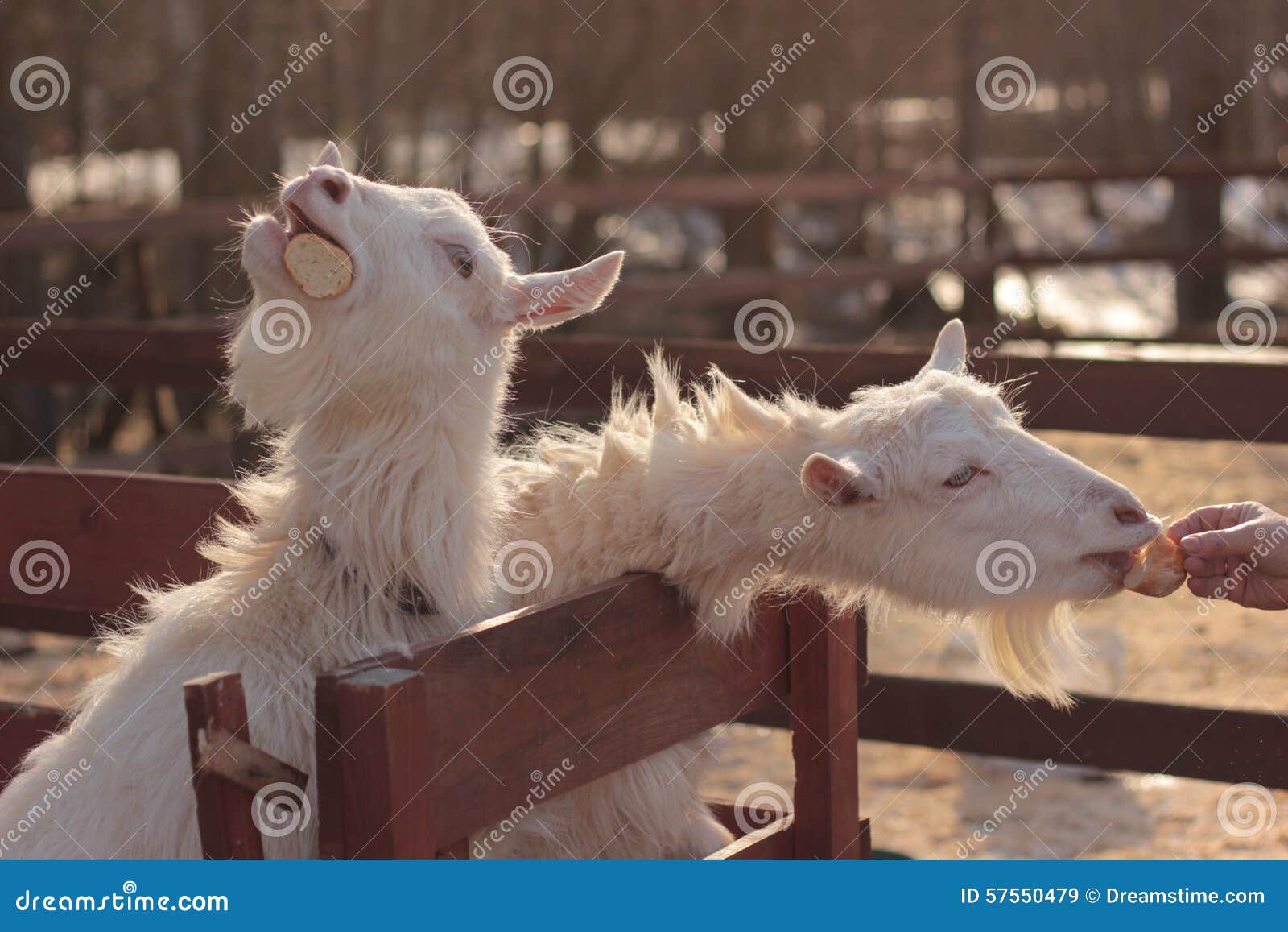 Soft Animals With Single Thread Ball Each, Top View Royalty-Free Stock ...