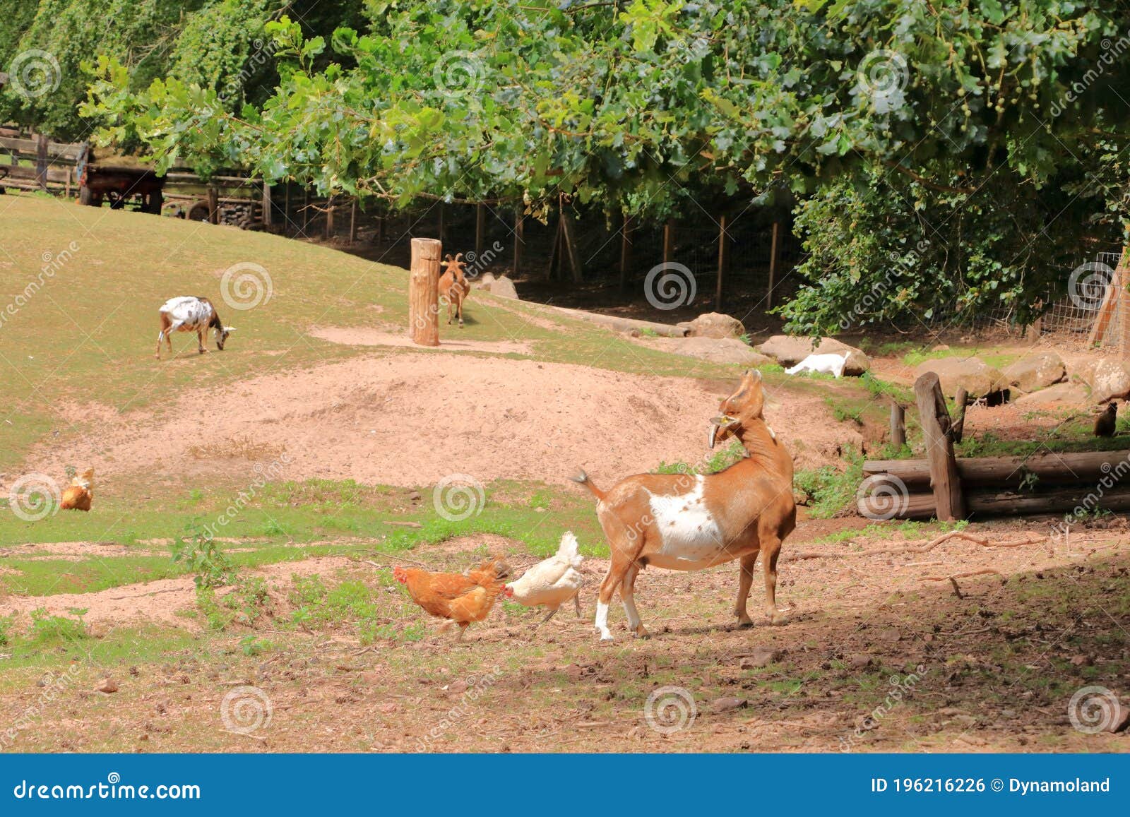 Goats during Lunch in a Park Stock Photo - Image of livestock, black ...