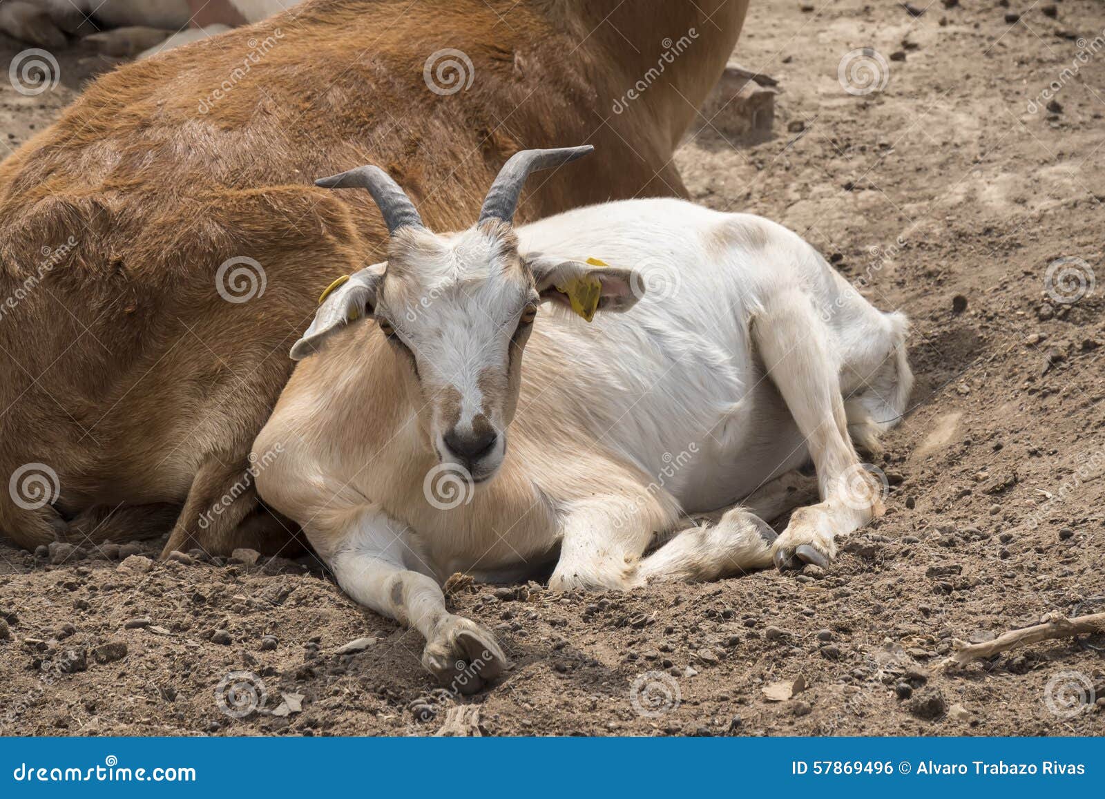 Goats lying resting stock photo. Image of female, animals - 57869496