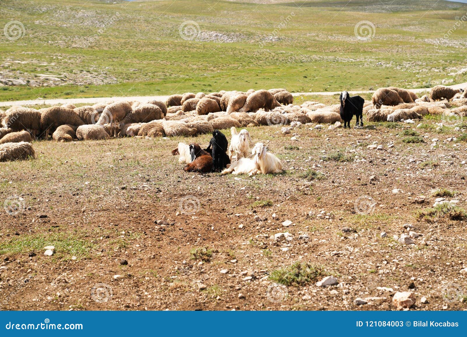 Goats are Lying and Standing on Posture and Sheep Herd Lying Stock ...