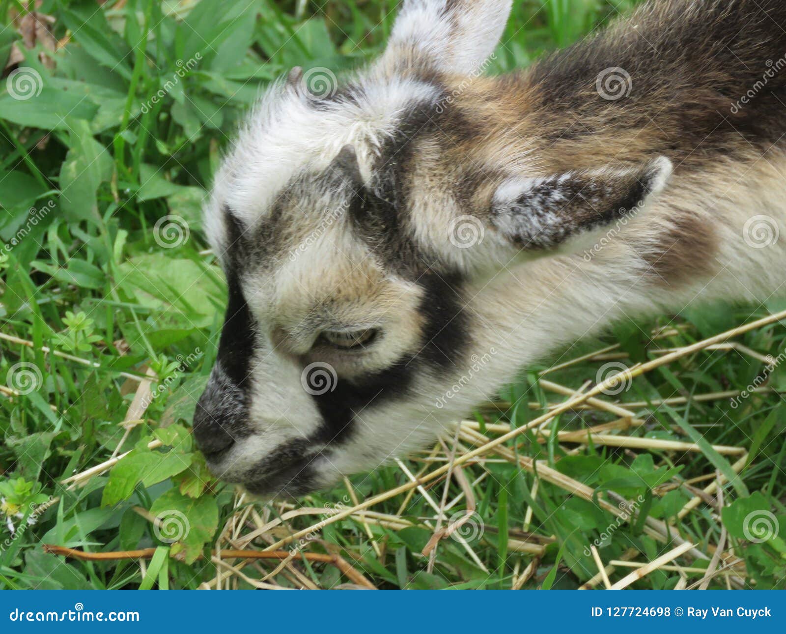 Goats of many colors stock photo. Image of goats, colors - 127724698