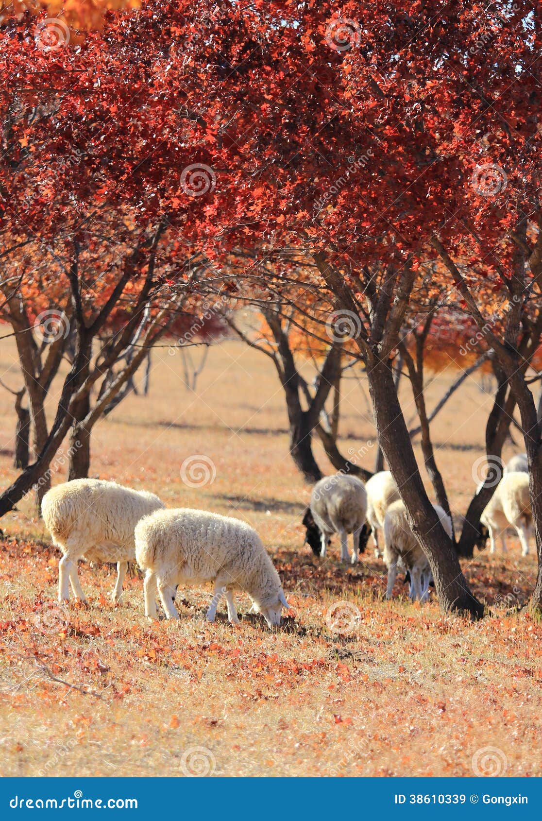 Goats stock image. Image of backlighting, gardens, freedom - 38610339