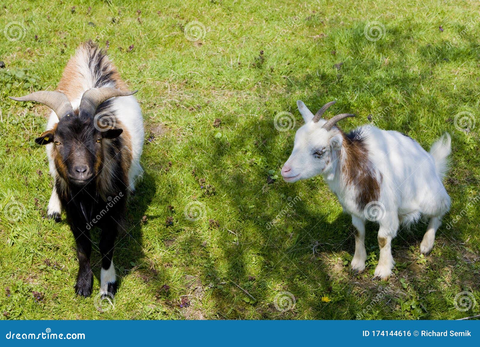 Goats on Meadow, Netherlands Stock Photo - Image of meadow, domestic ...