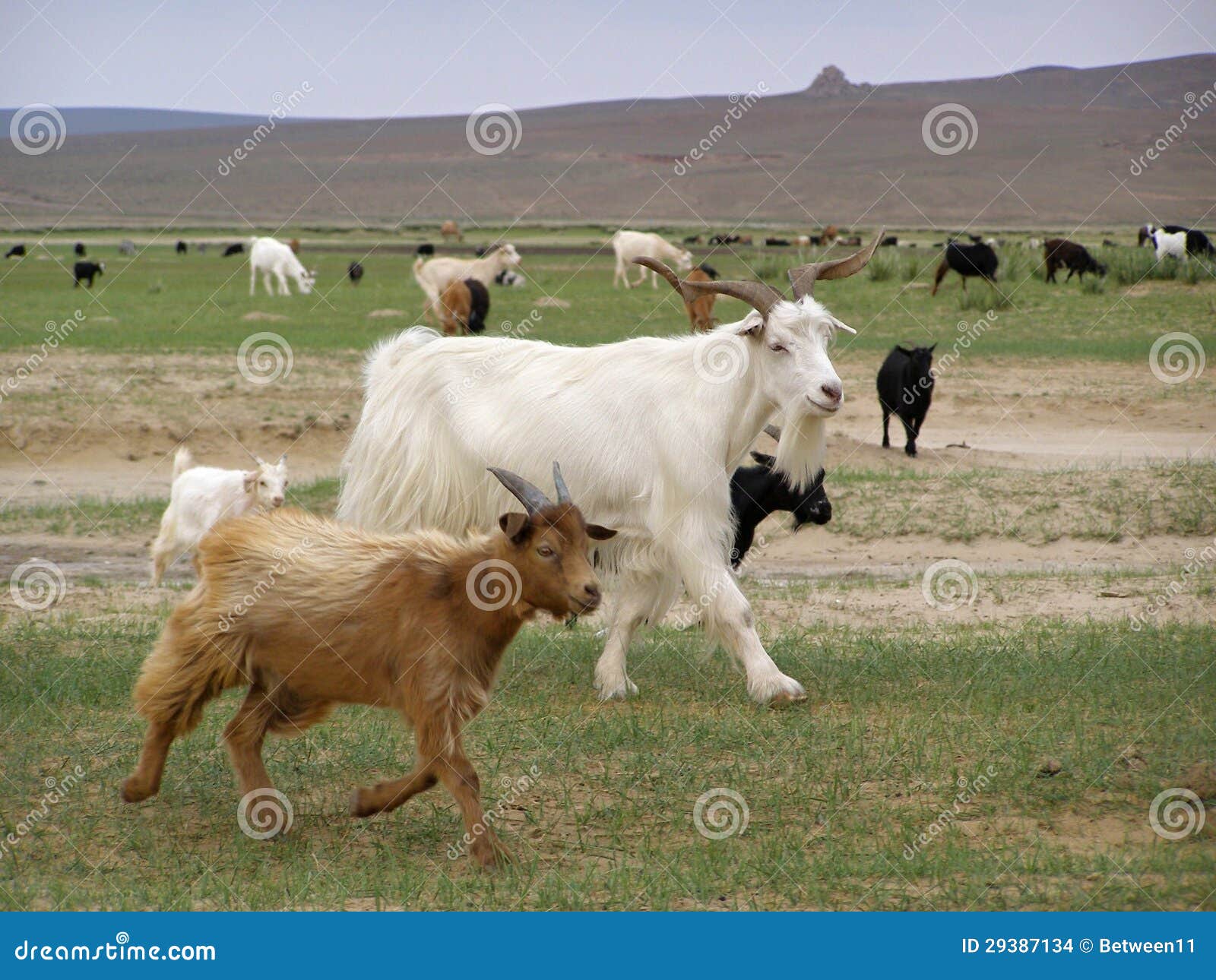 Goats, Mongolian landscape stock photo. Image of animal - 29387134