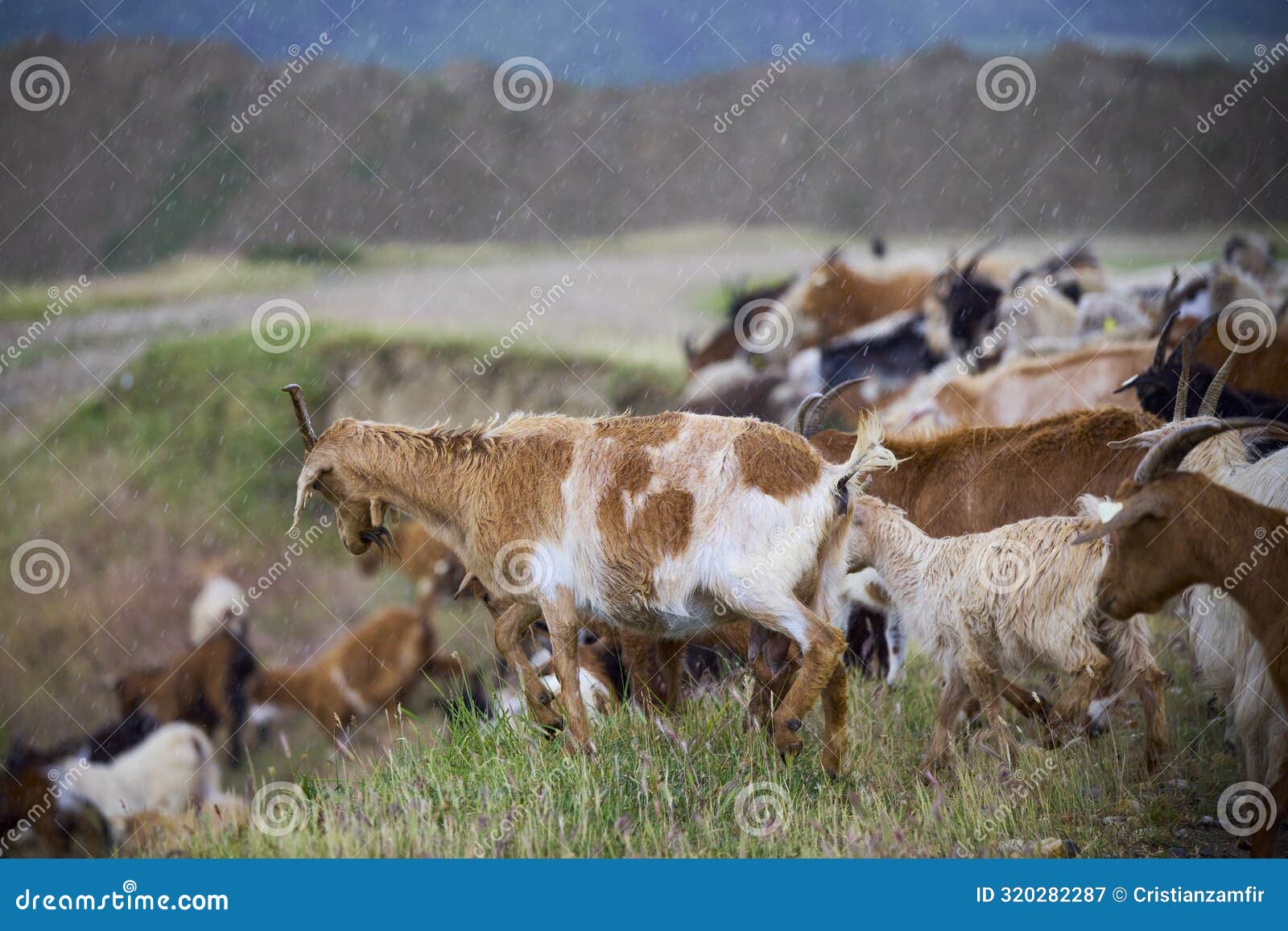 Goats on a mound of earth stock image. Image of goat - 320282287
