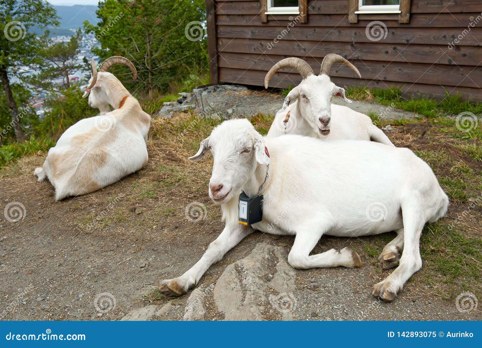 Goats on Mount Floyen in Bergen, Norway Editorial Image - Image of ...