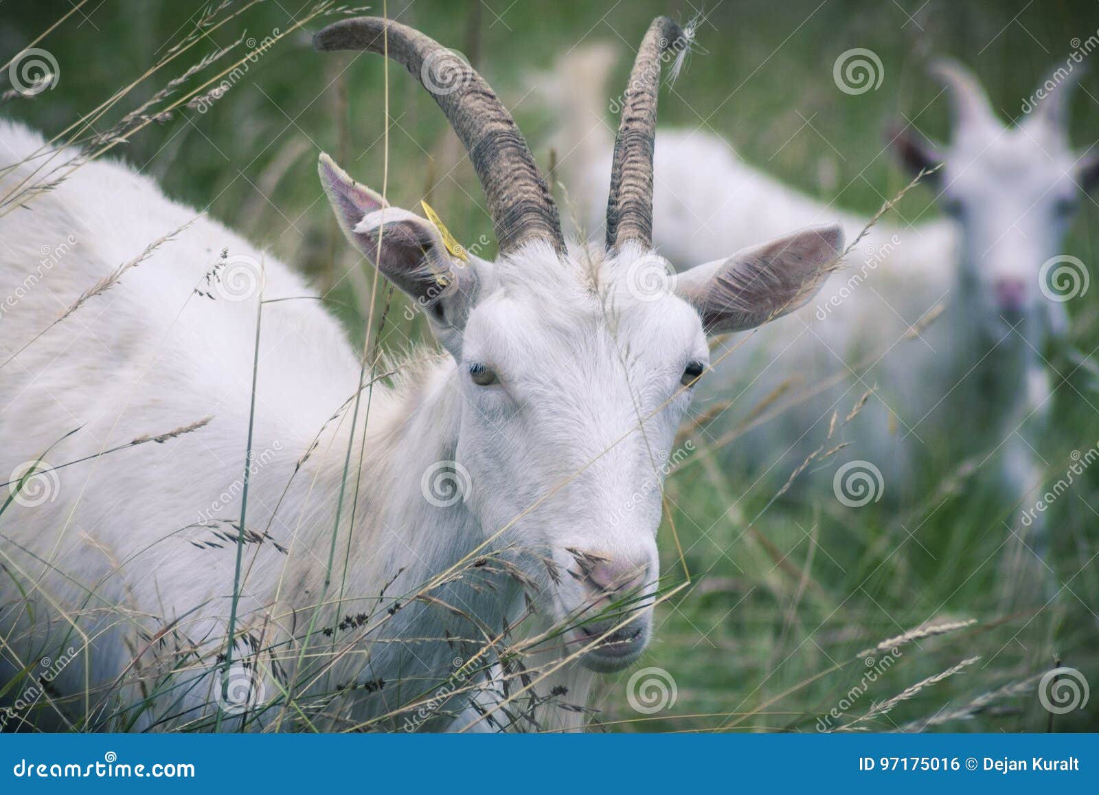 Goats on Mountain Pastures. Stock Photo - Image of farming, pasture ...