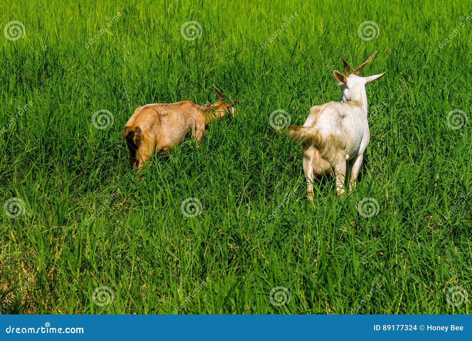 Goats in Natural Background Stock Photo - Image of landscape, field ...