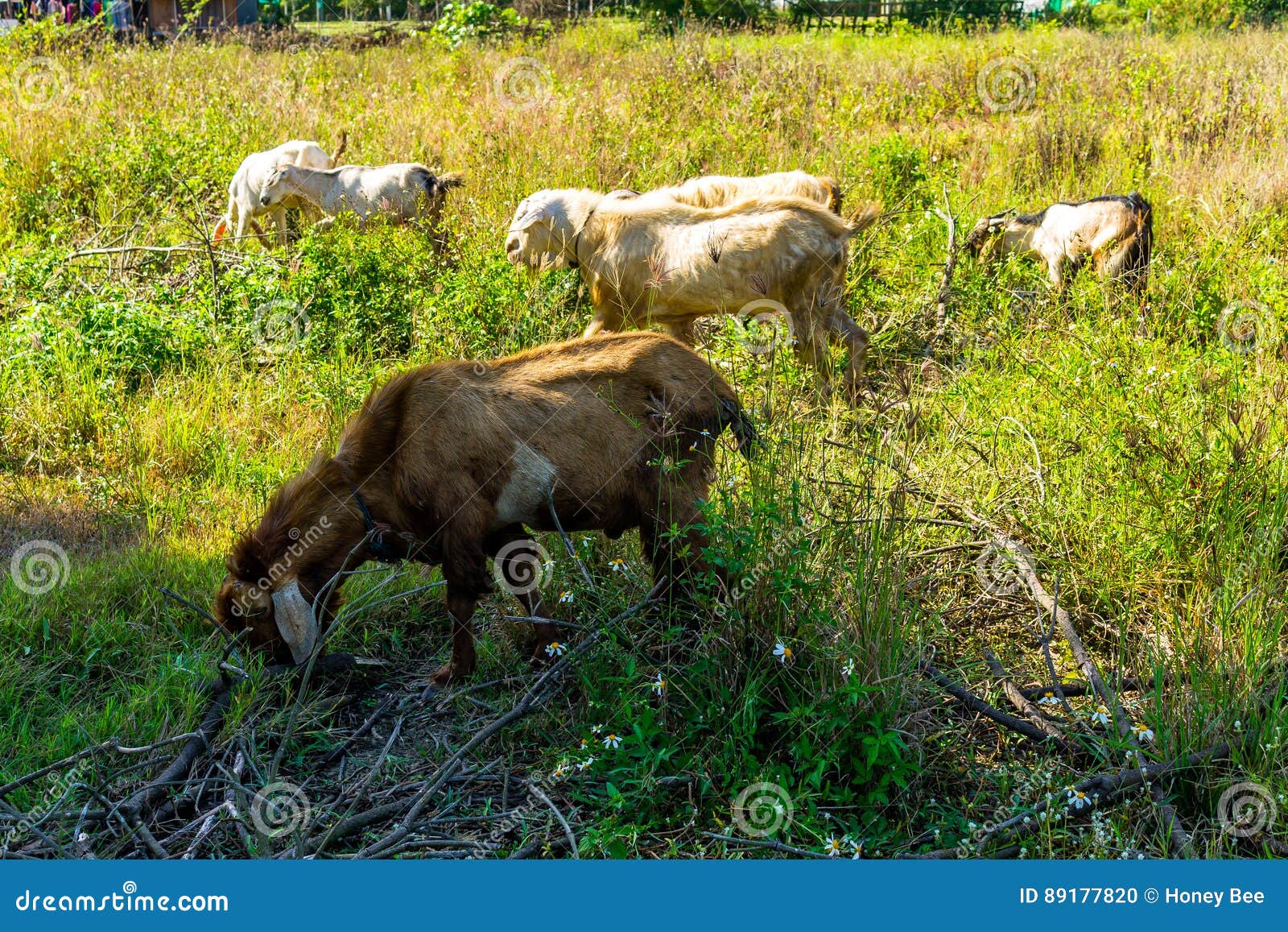 Goats in Natural Background Stock Photo - Image of goat, natural: 89177820