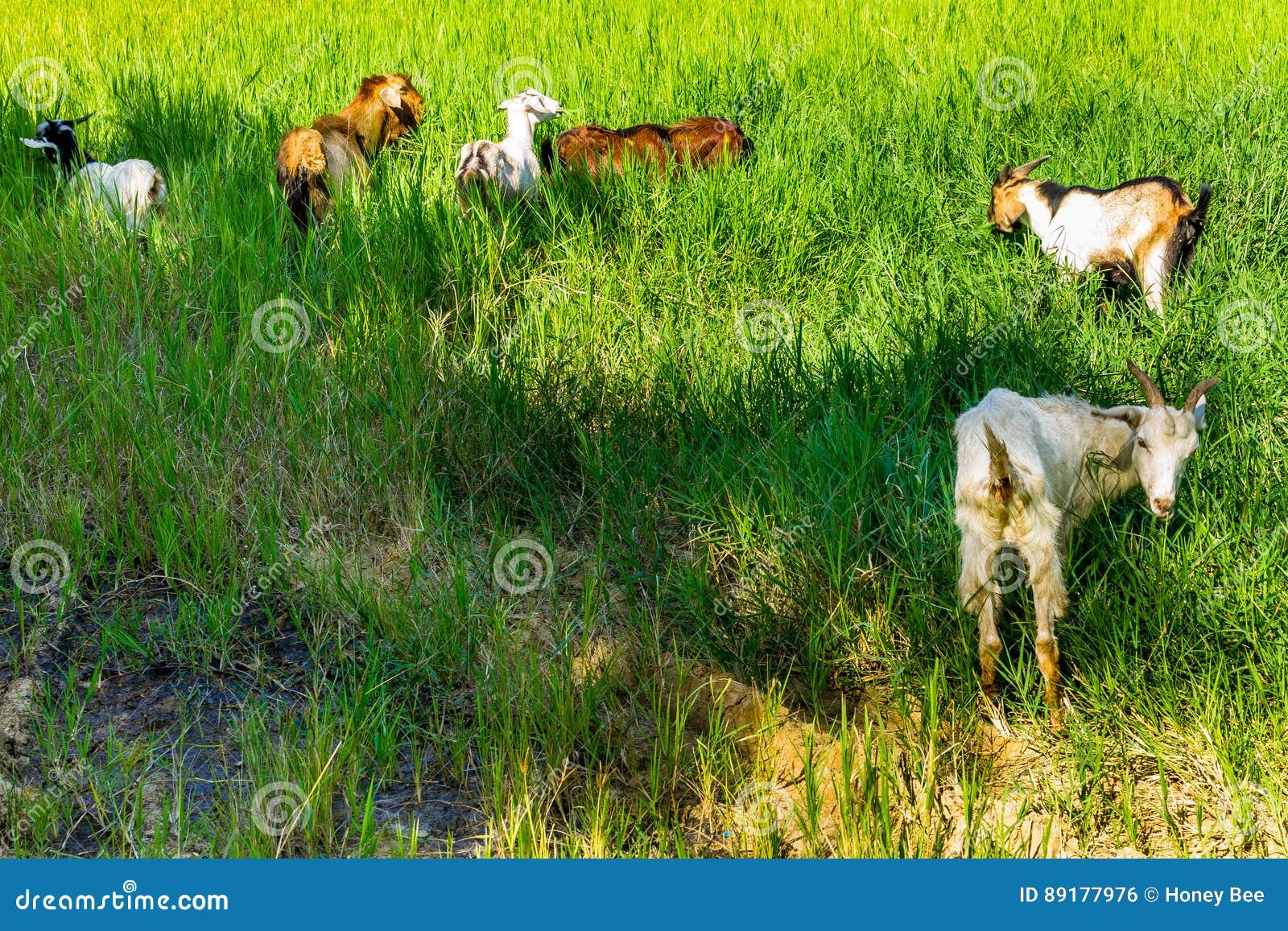 Goats in Natural Background Stock Photo - Image of ground, gnaw: 89177976