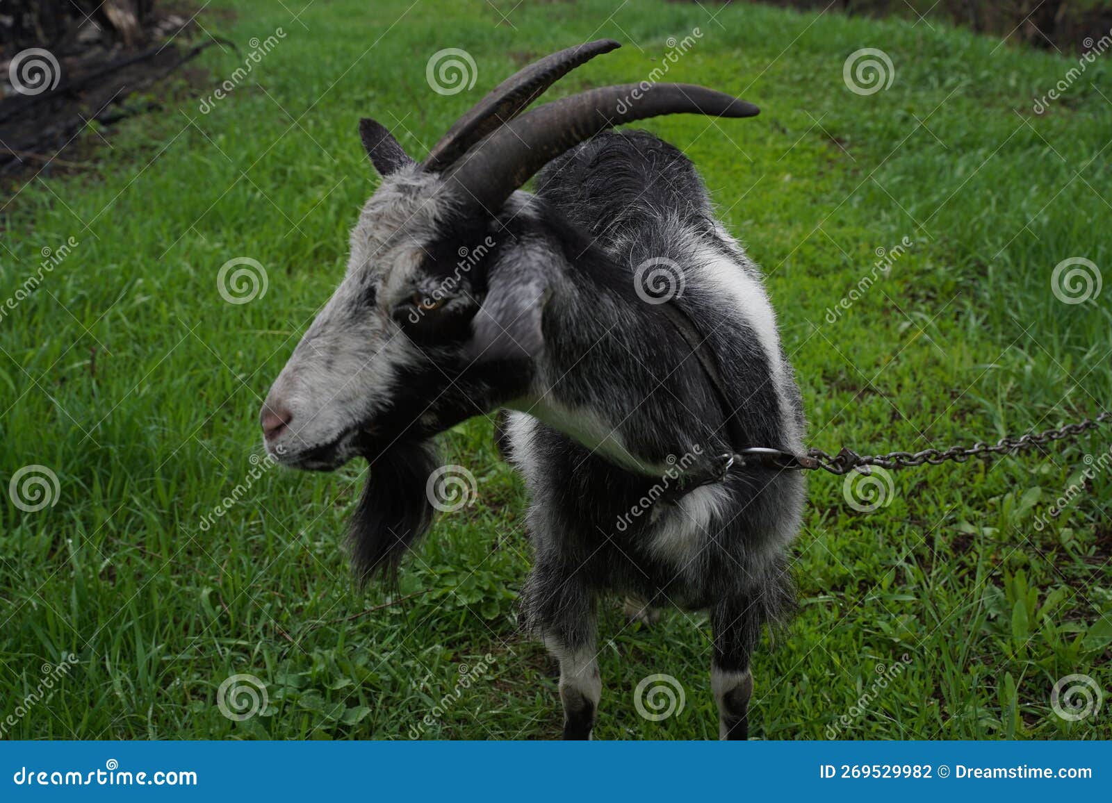 Goats in Nature. Profile Portrait of Goat Stock Photo - Image of horn ...