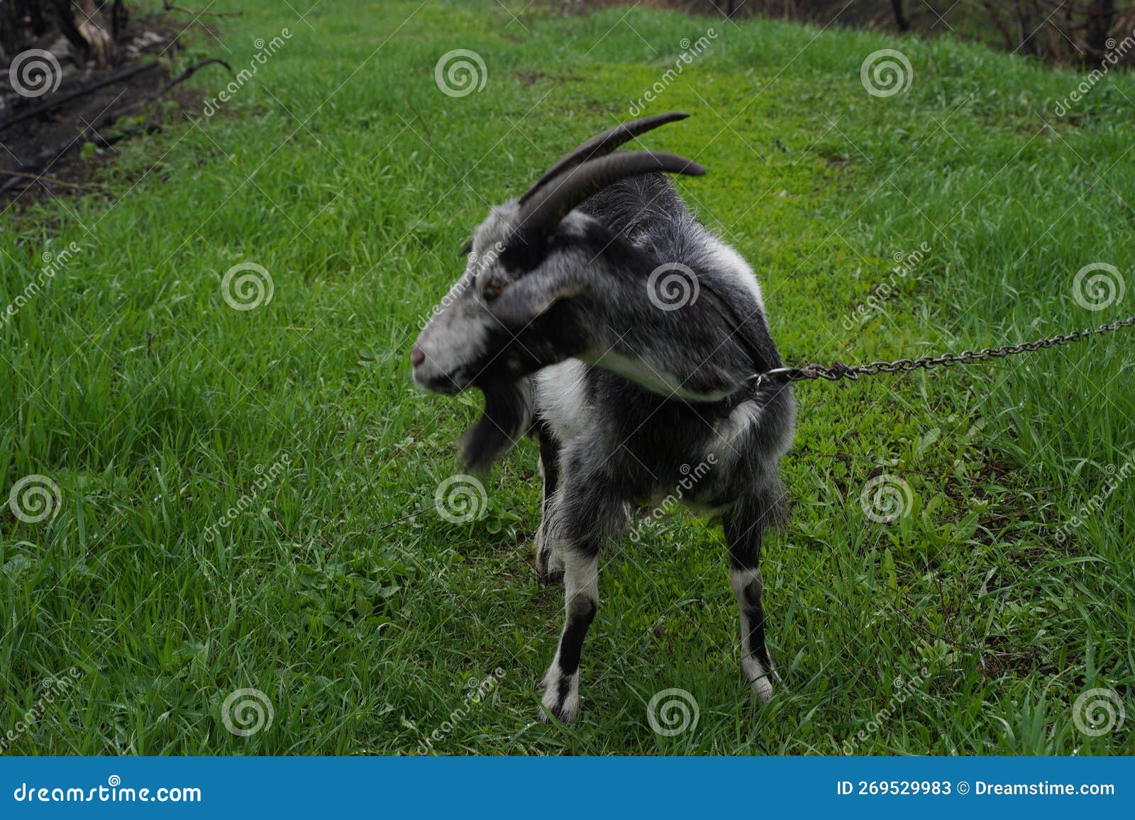 Goats in Nature. Profile Portrait of Goat Stock Image - Image of nature ...