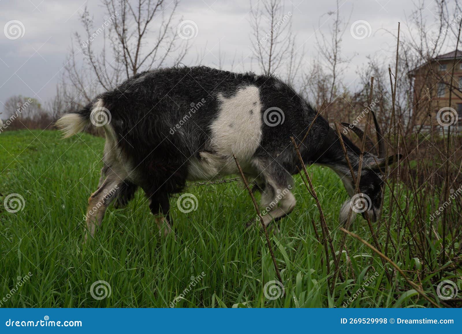 Goats in Nature. Profile Portrait of Goat Stock Photo - Image of ...