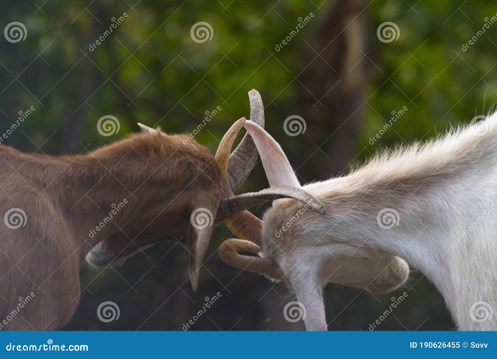 Goats in nature. stock image. Image of goat, farm, horn - 190626455