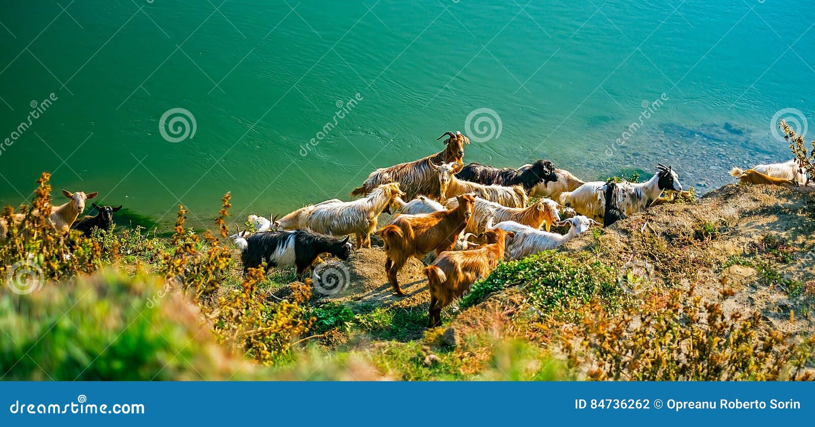 Goats near water stock photo. Image of landscape, pasture - 84736262
